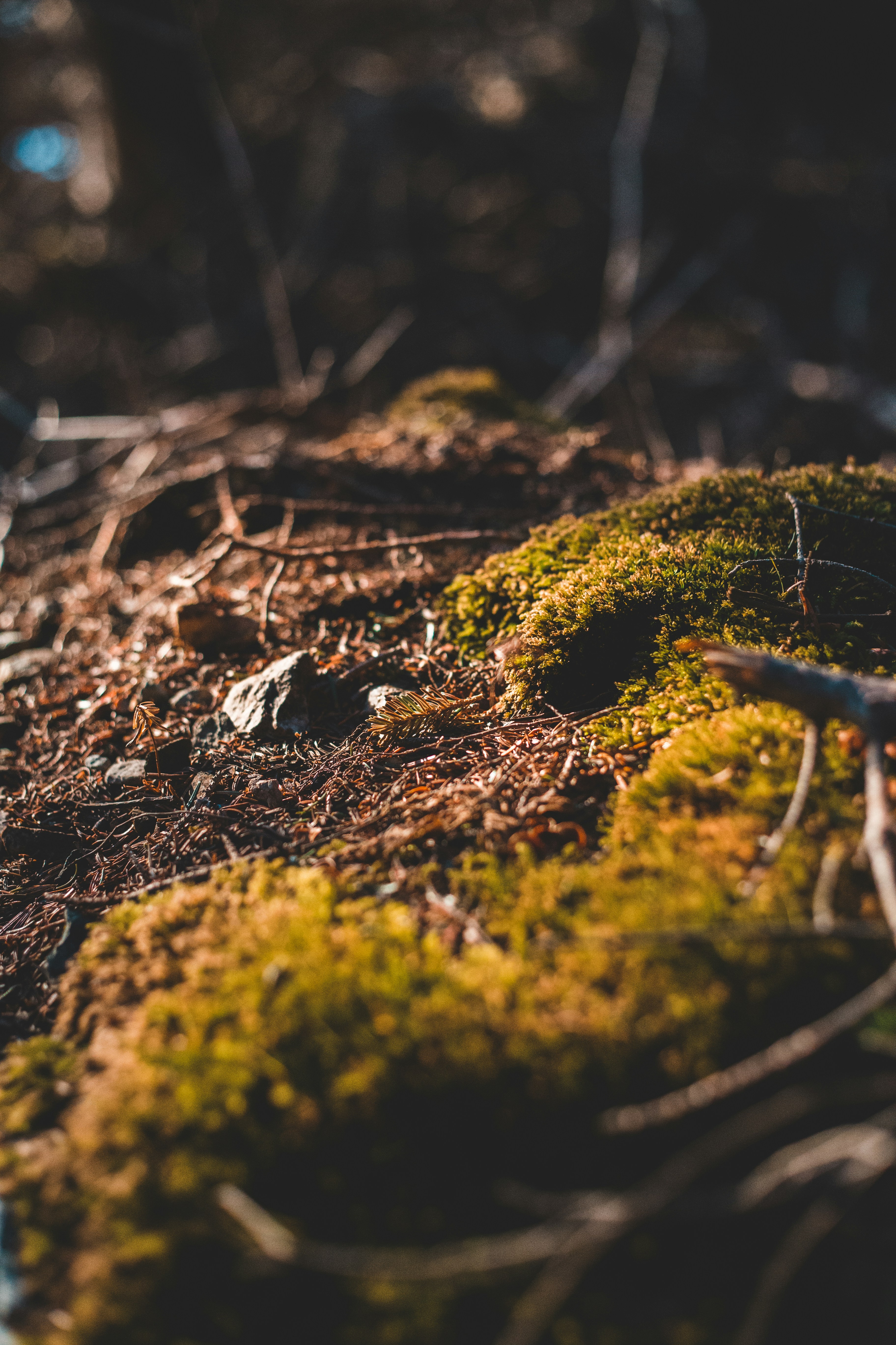 A close up of a patch of moss on the ground photo – Free Plant Image on ...