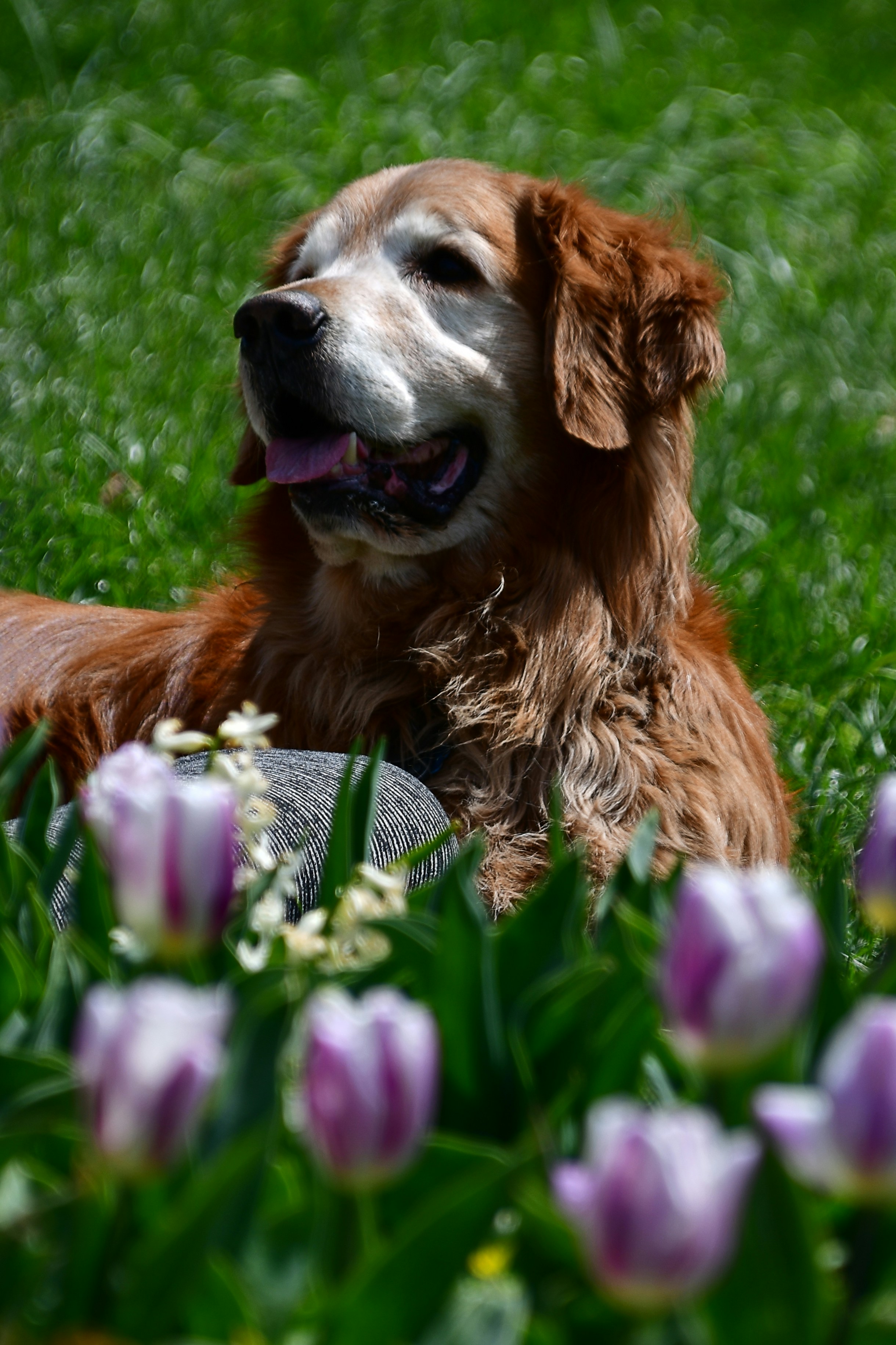 Dog
Tulips