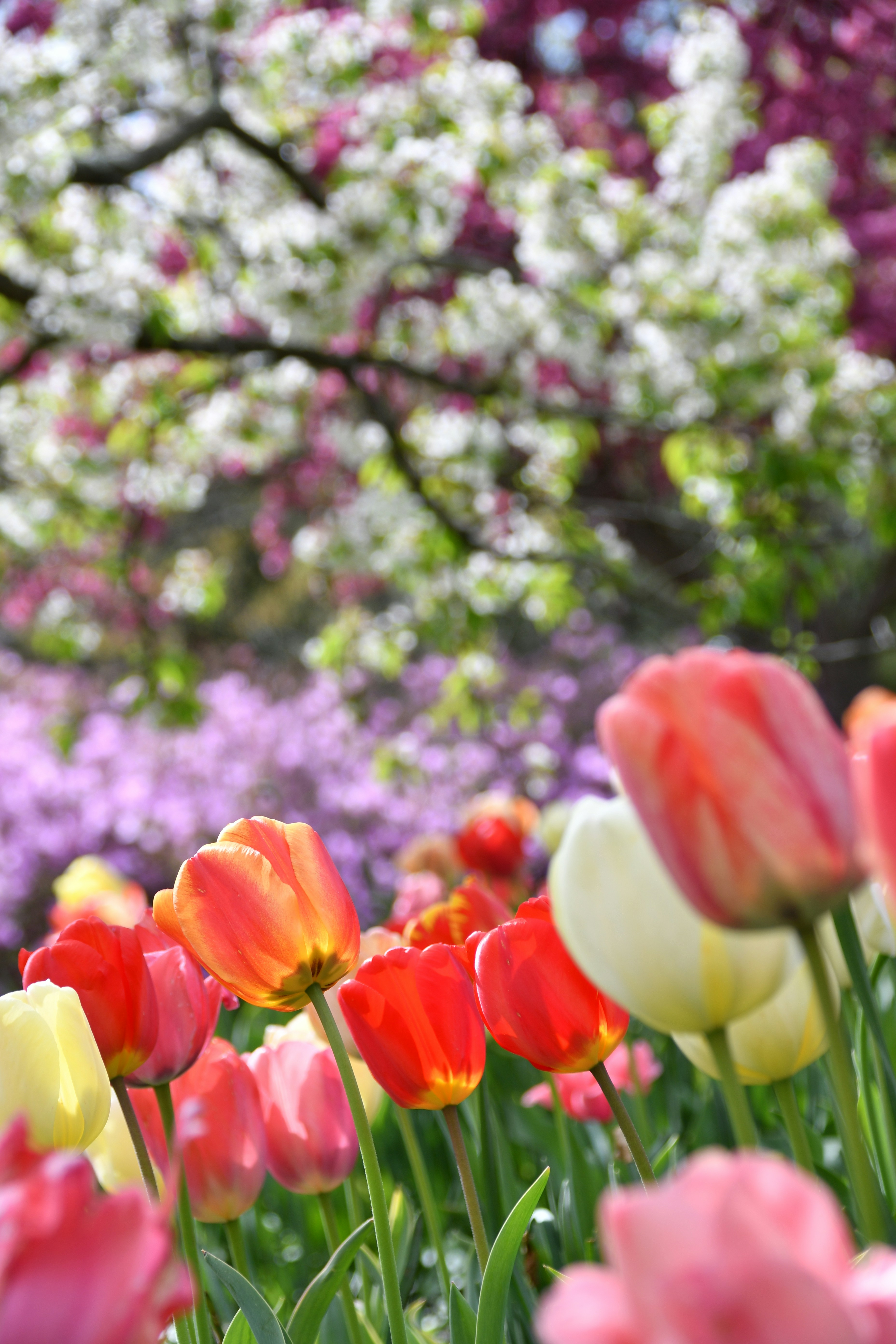 Red and yellow tulips in bloom during daytime photo – Free Spring Image ...