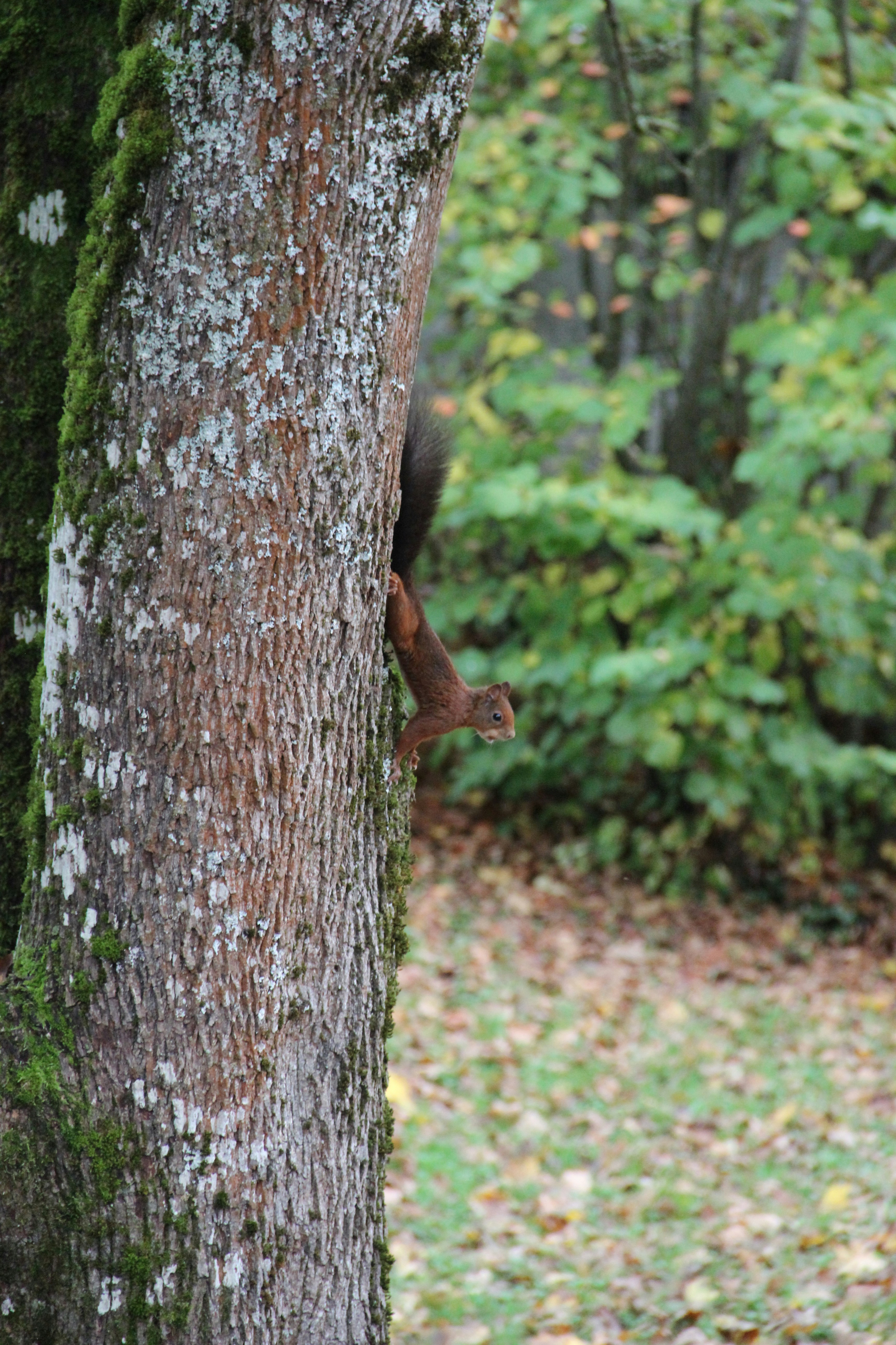 A squirrel clinging to the side of a moss-covered tree, showcasing its agility amidst a backdrop of autumn foliage.