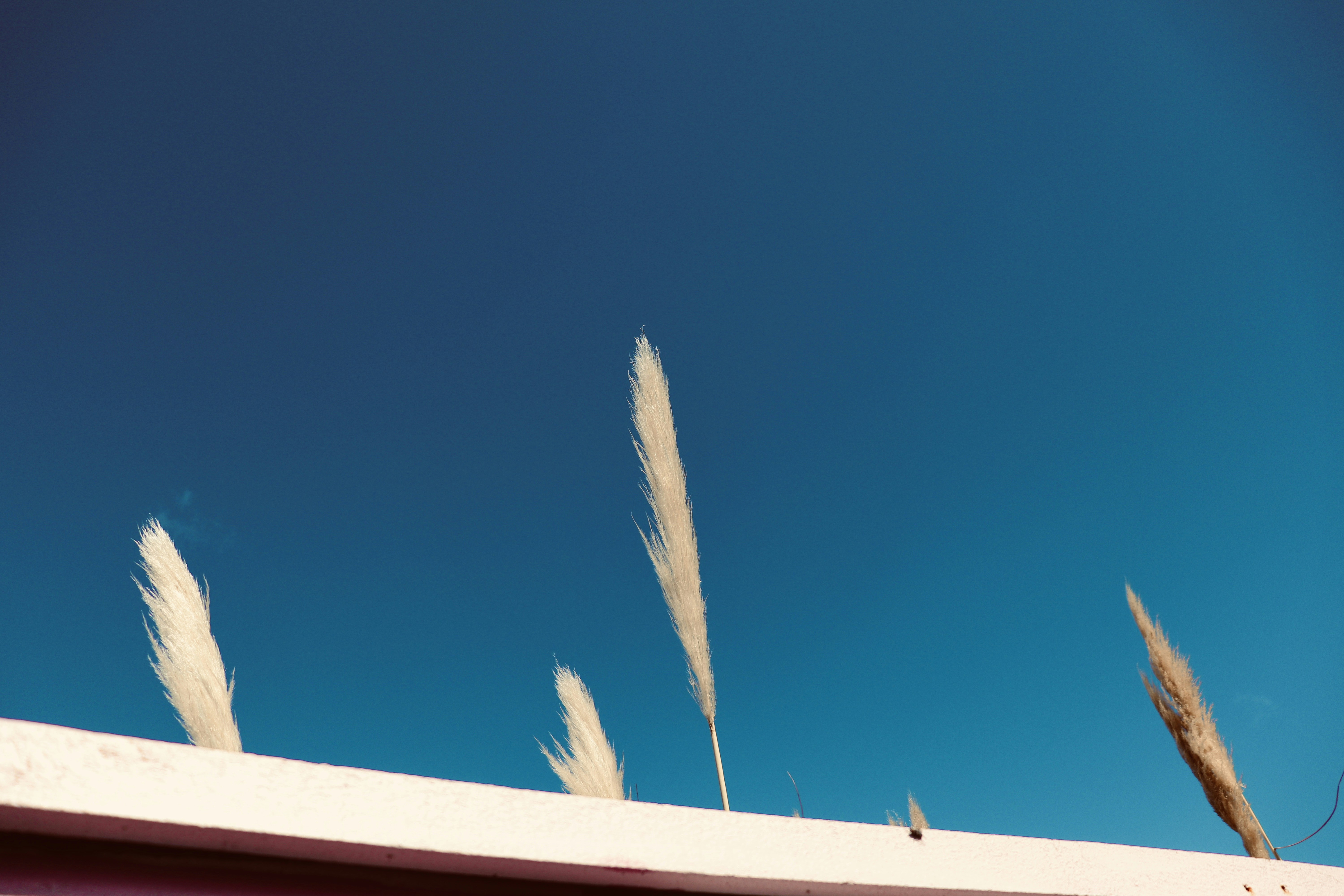 Brown and white feather on roof under blue sky during daytime photo ...