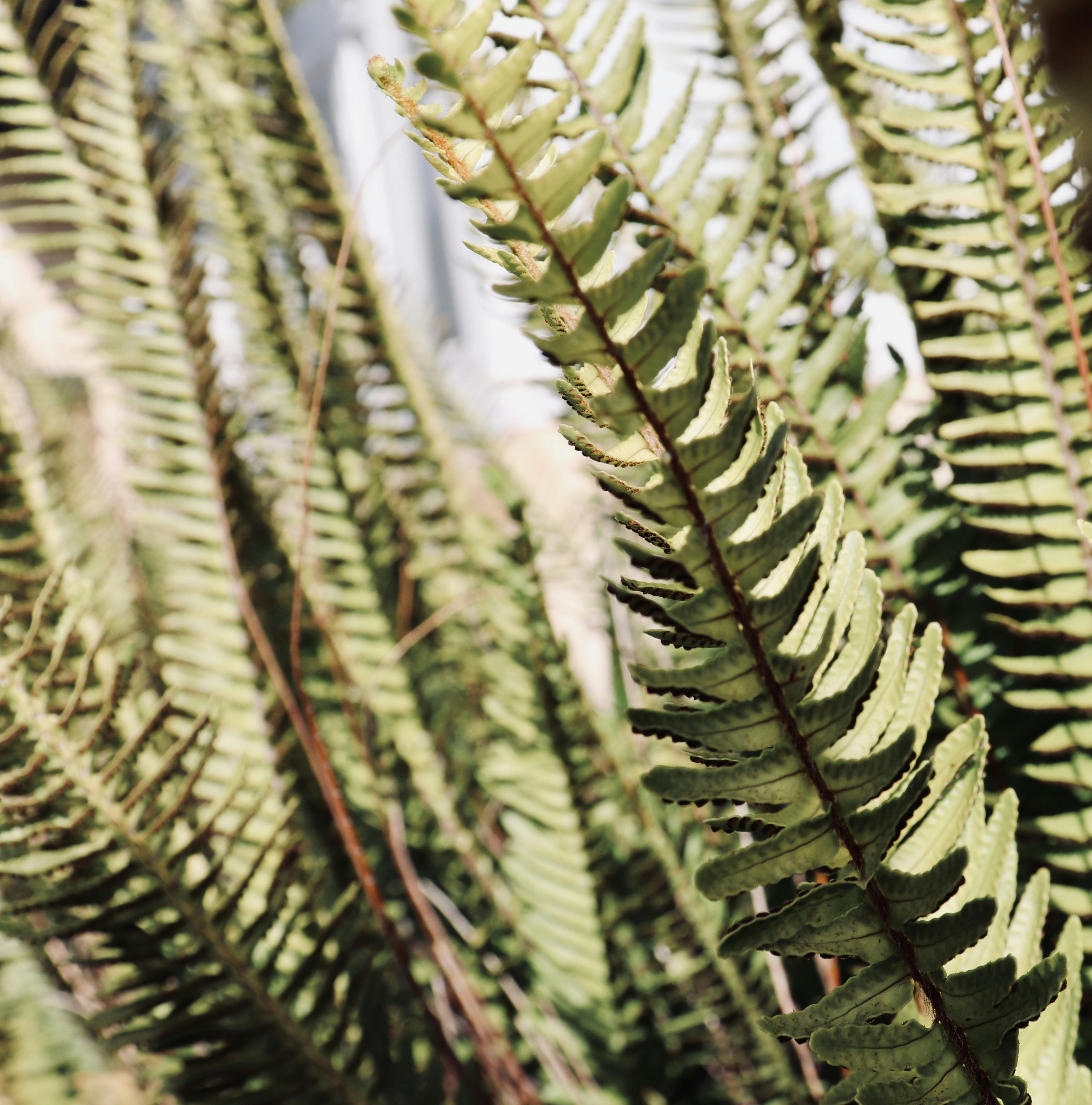 Lace of Light: Close-Up on Fern Fronds