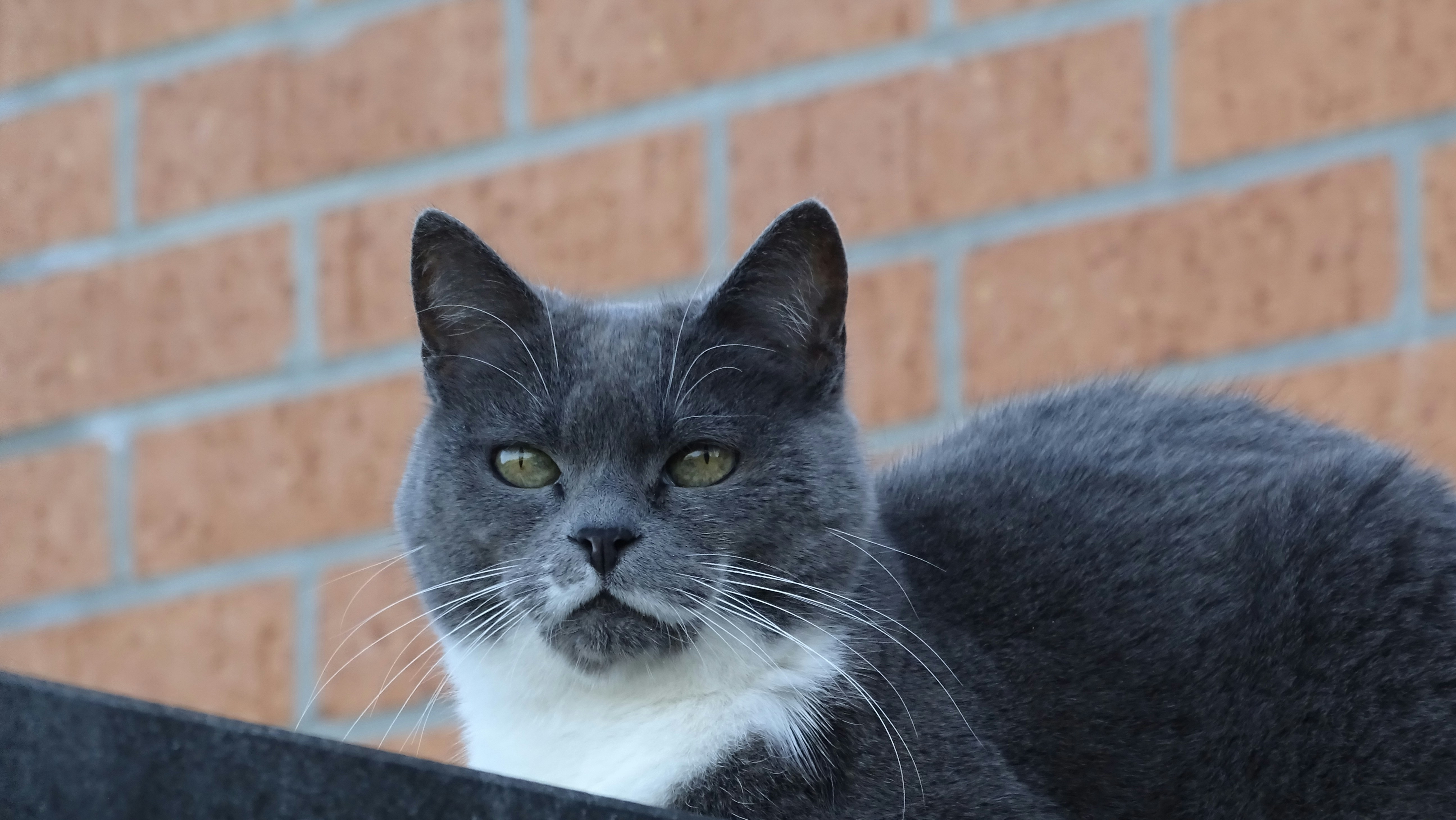 Gray and white cat lounging on a ledge with a textured brick wall in the background.