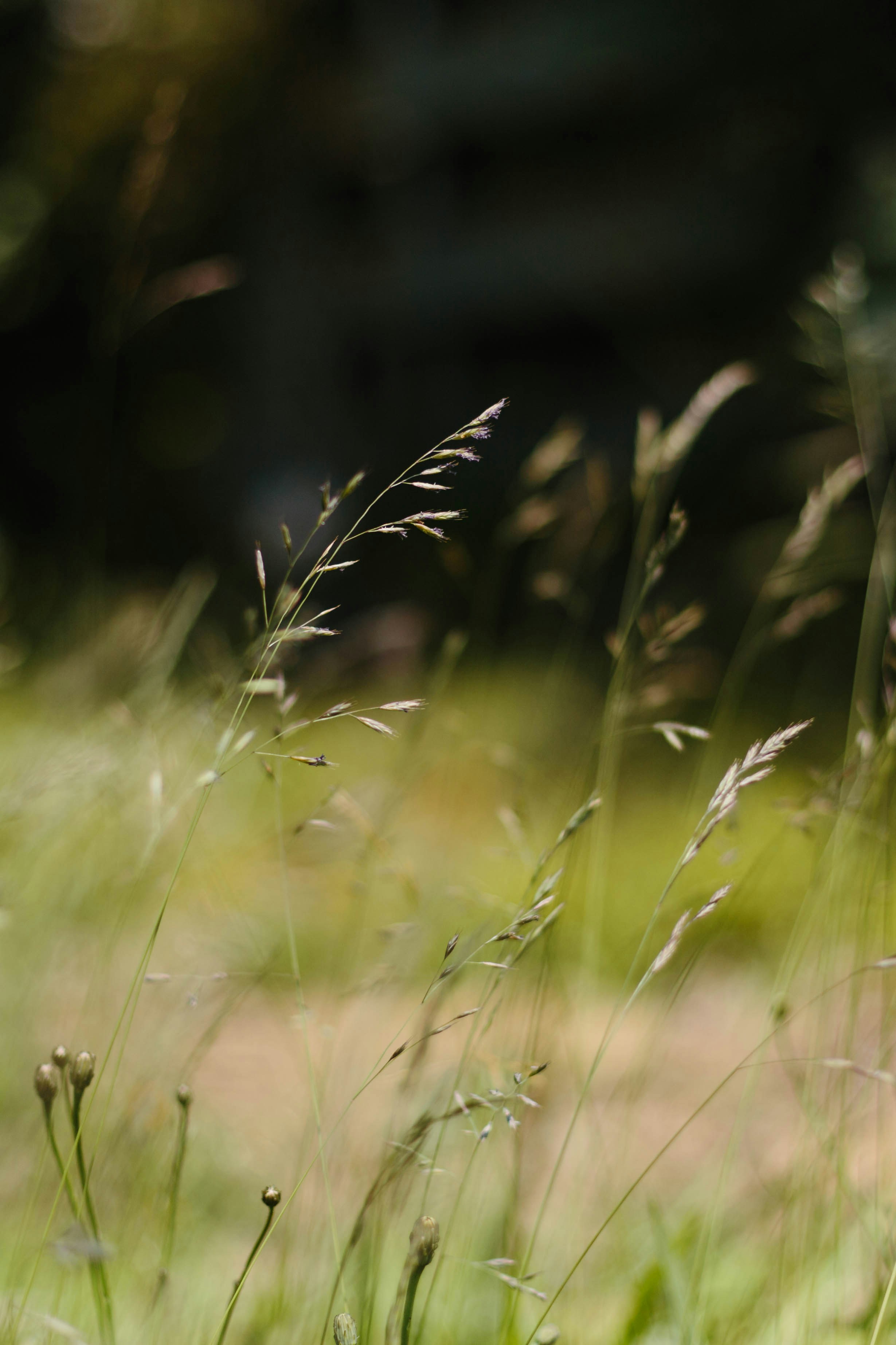 Delicate blades of grass sway gently in the breeze, creating a serene atmosphere in a sunlit meadow.