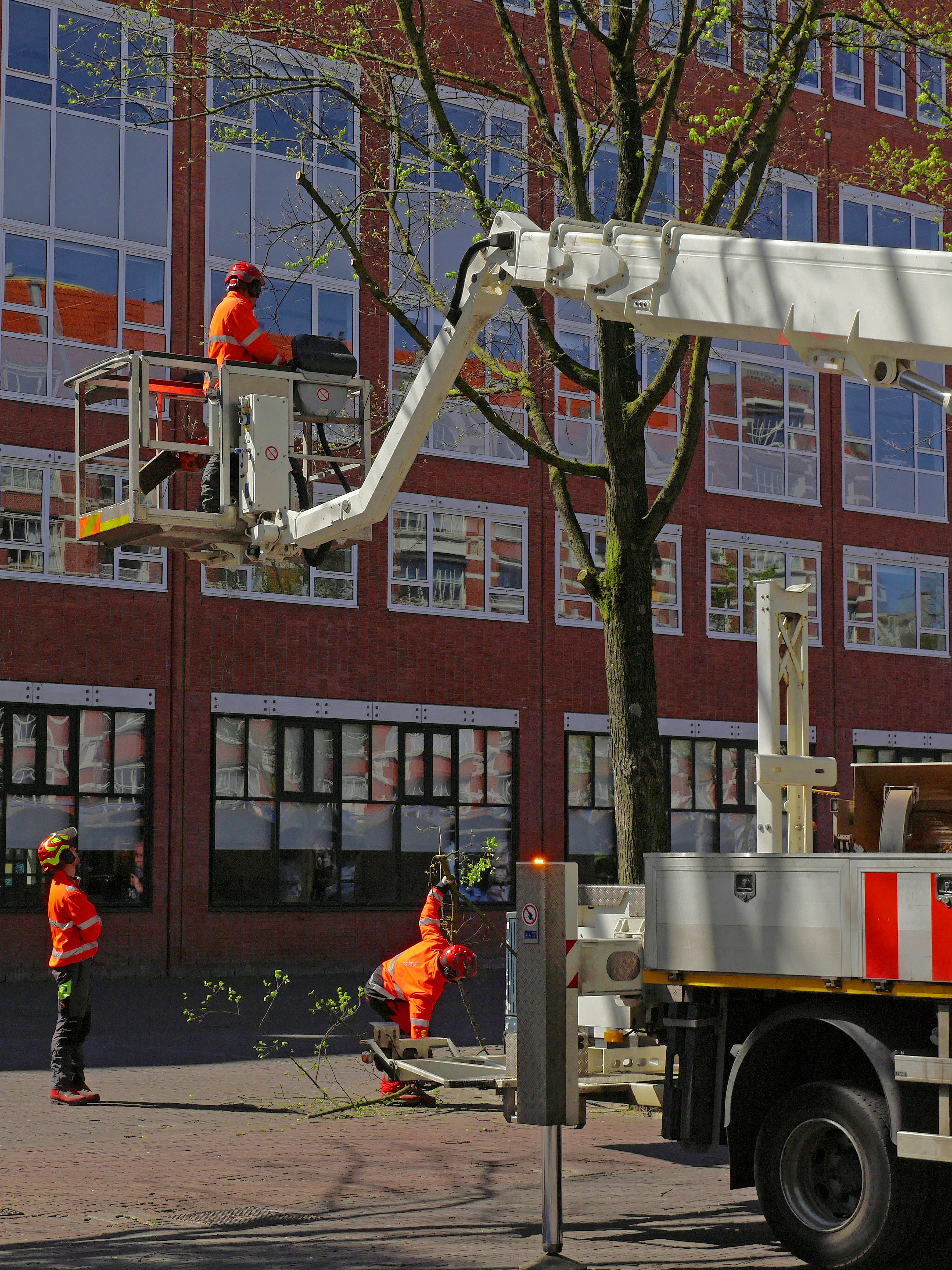 Workers in bright orange gear prune a tree using a cherry picker, while another team member collects branches below. The scene highlights urban forestry efforts.