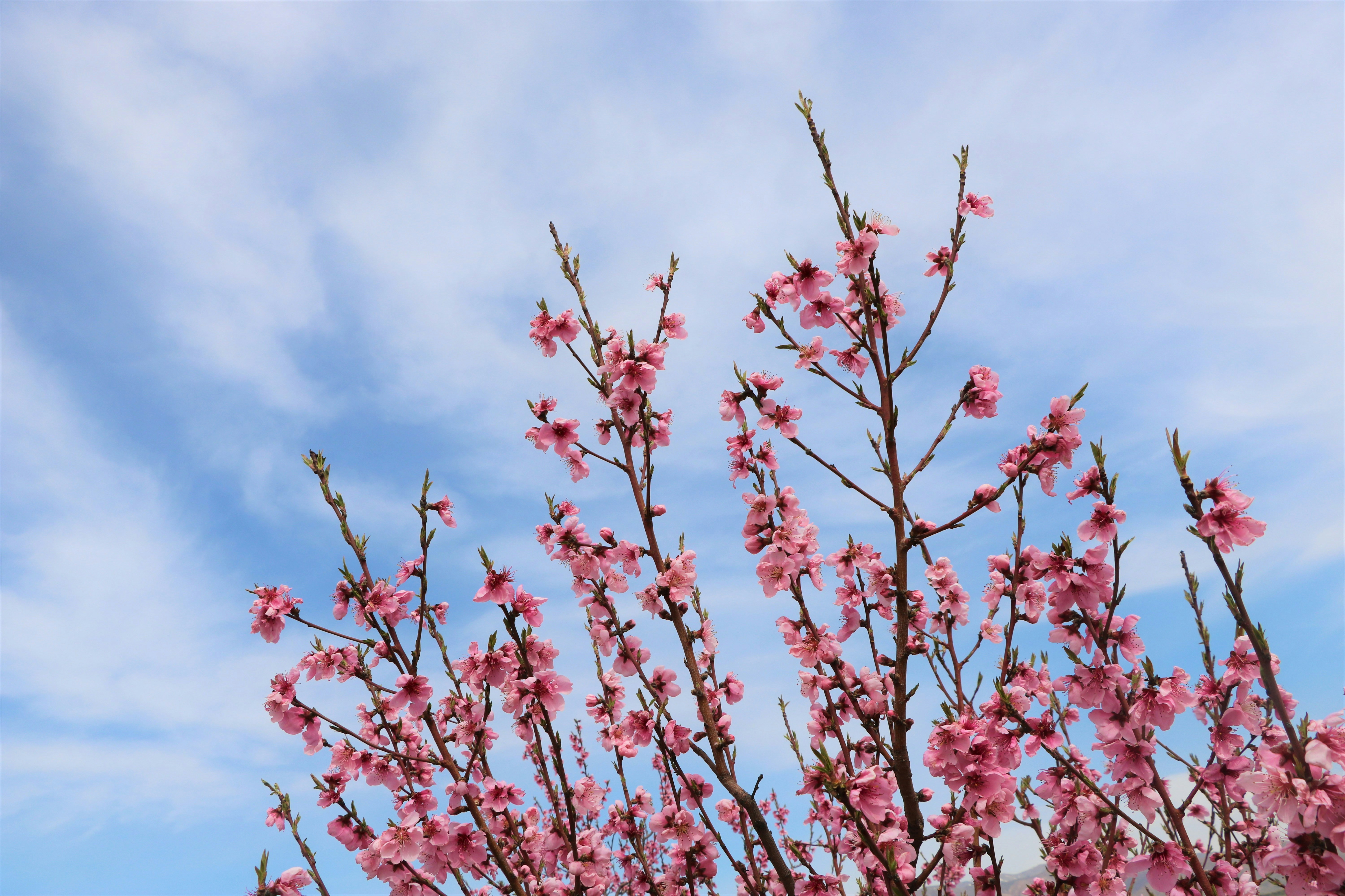 Delicate pink blossoms reaching towards a blue sky, capturing the essence of spring's arrival.