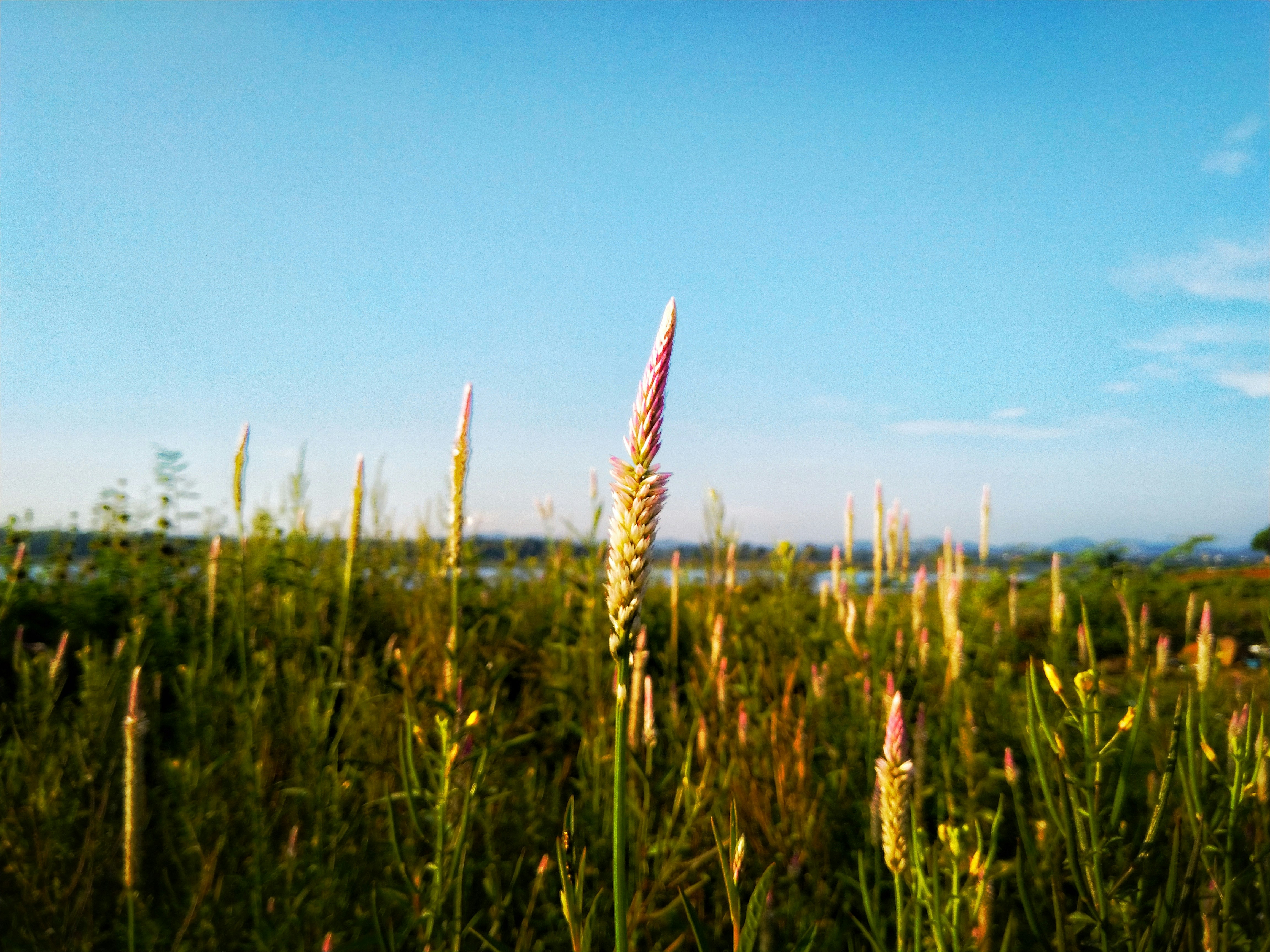 Delicate grass flowers reaching for the sky in a serene meadow under a clear blue backdrop.