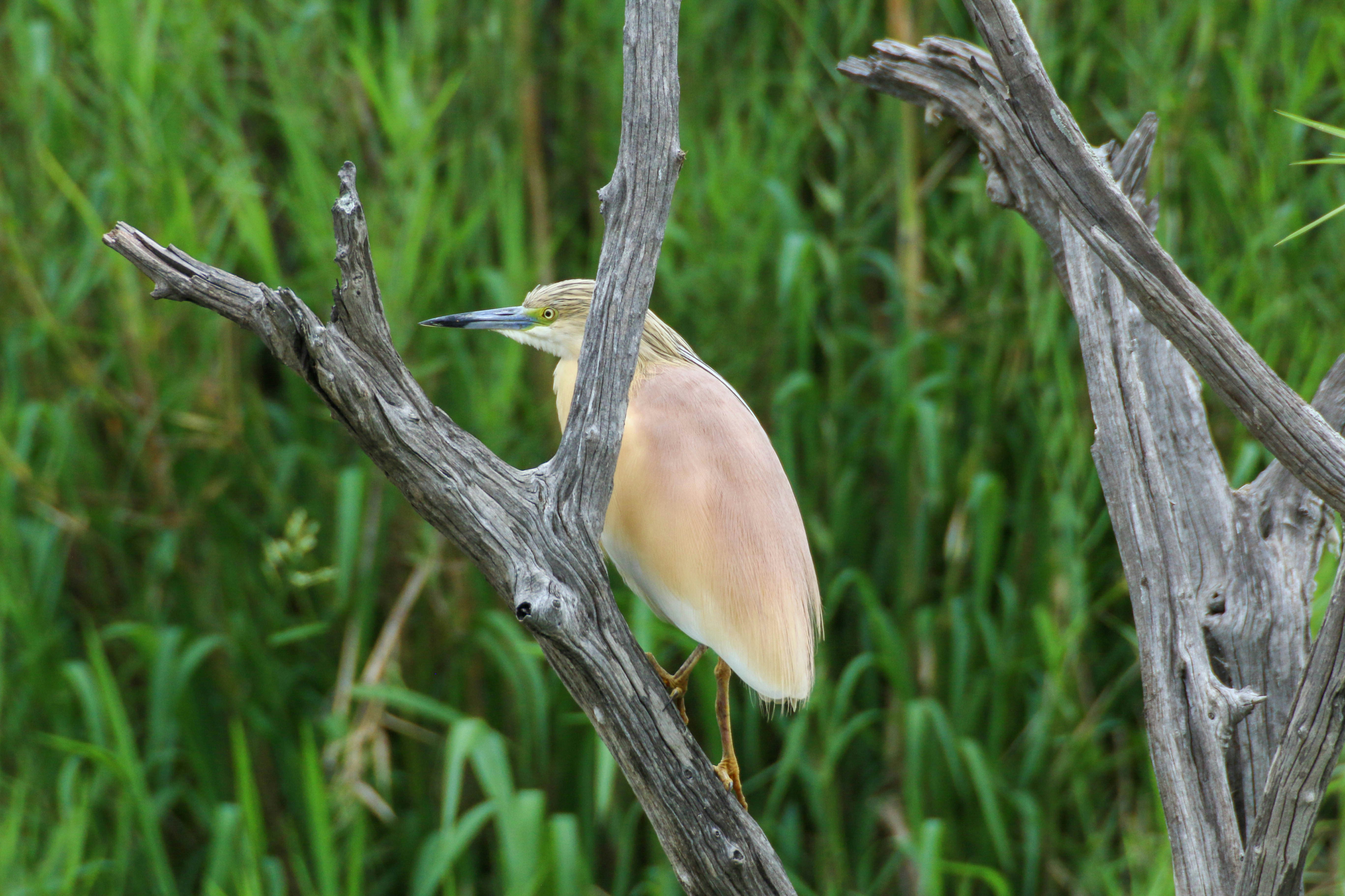 Pale heron on weathered driftwood amid a sea of green marsh grass