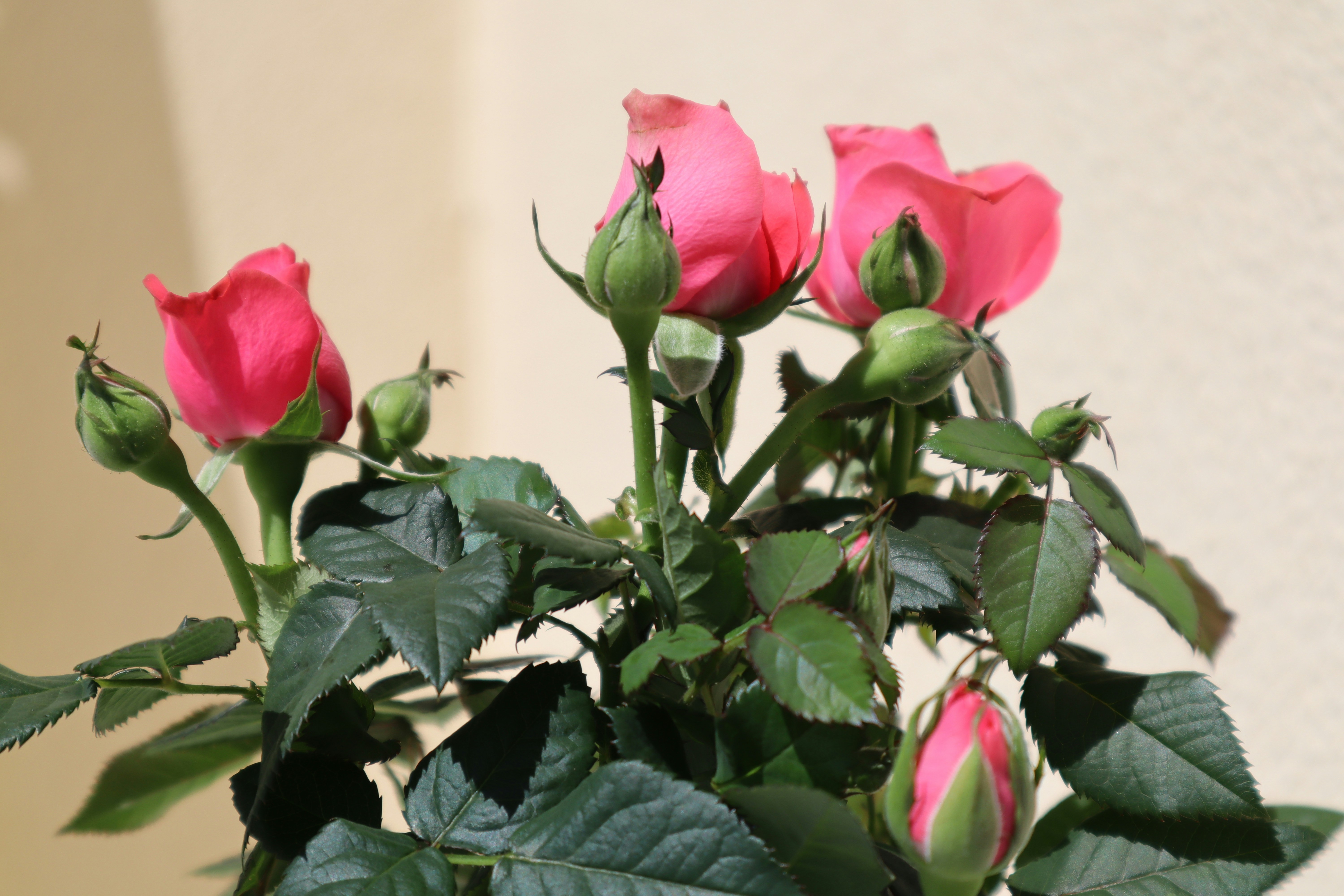 I love to shoot flowers 😍❤