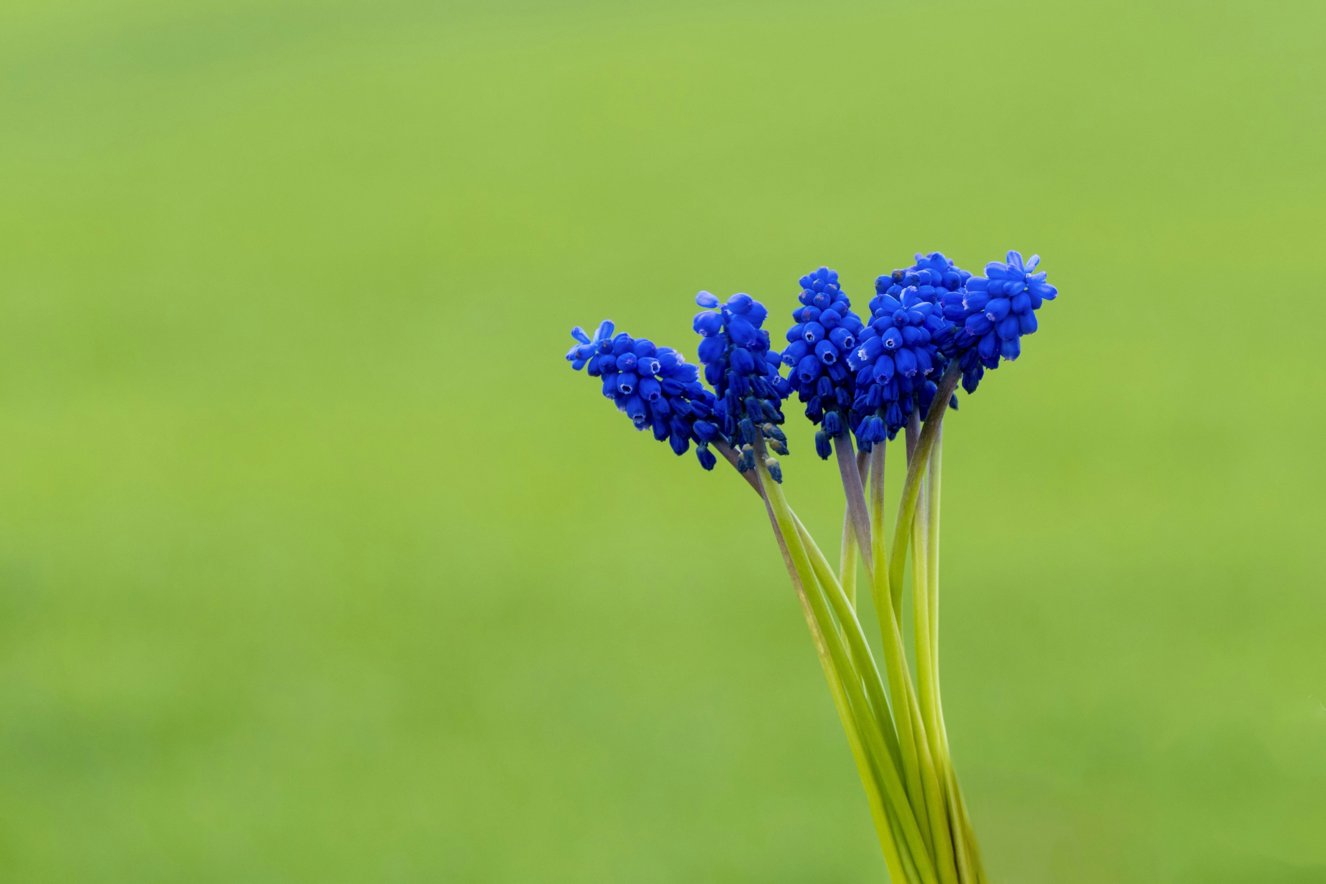 Azure Tufts Against a Sunlit Green Field