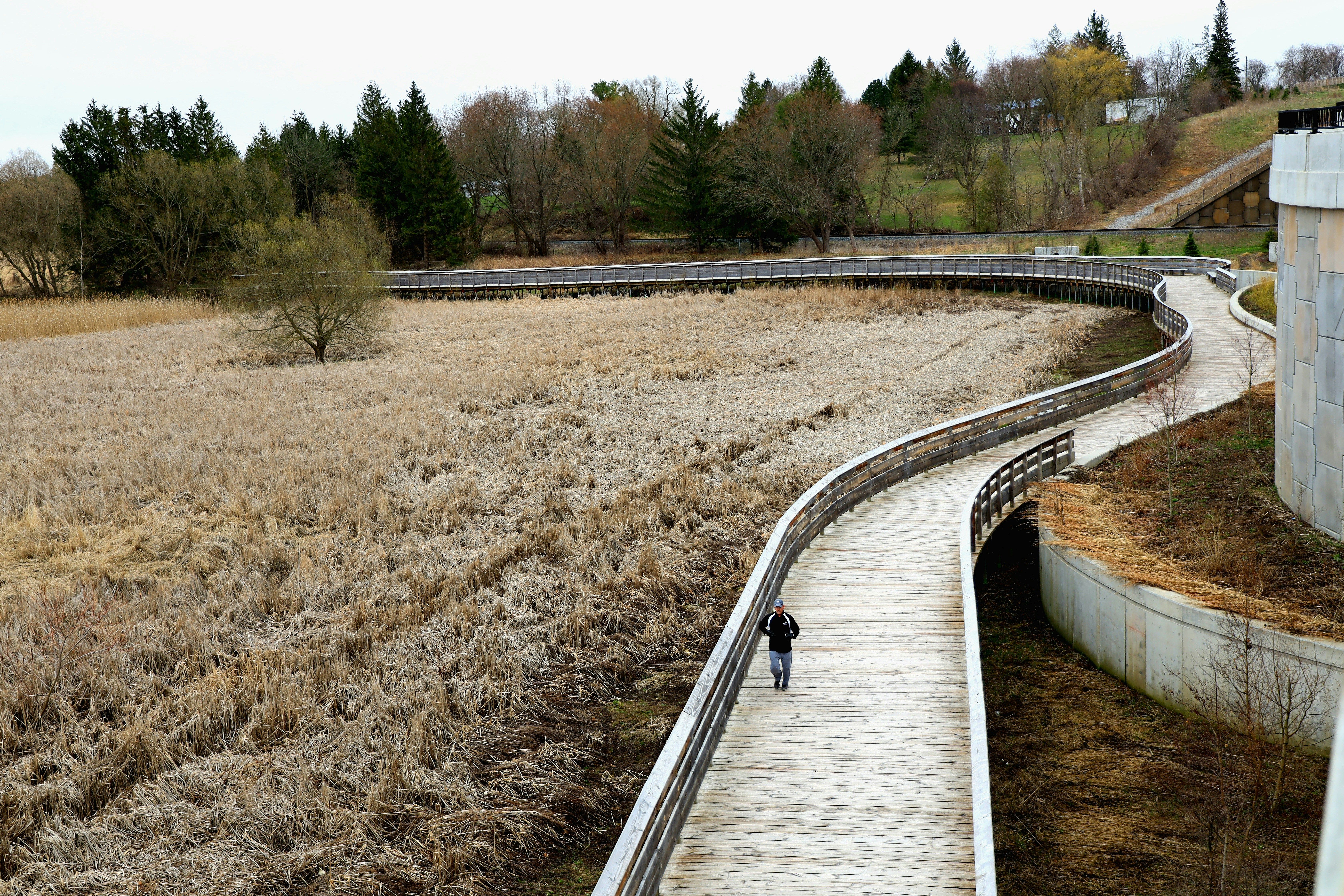 Serpentine Boardwalk: A Solitary Figure Traverses a Quiet Wetland
