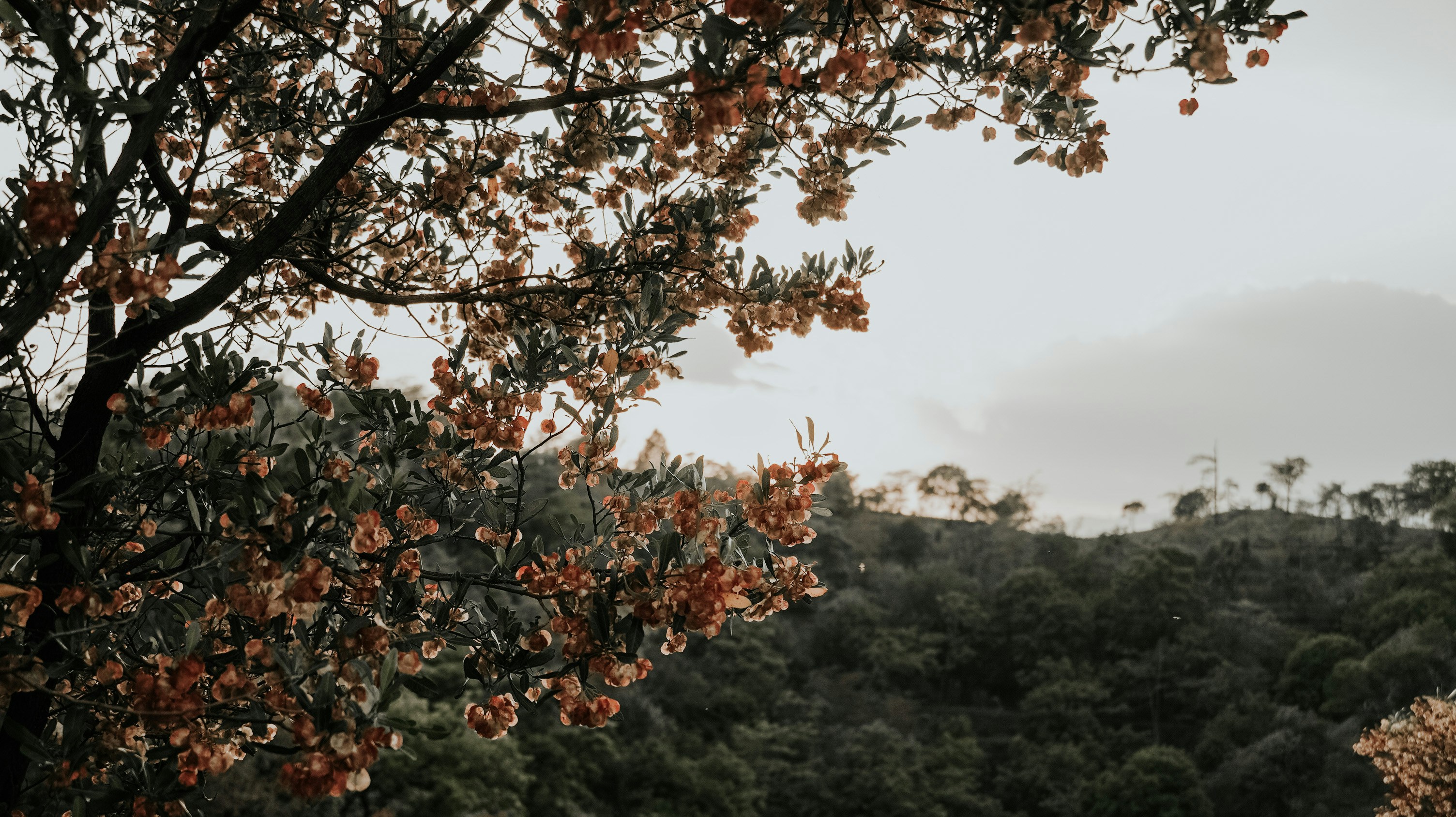 Flame-hued blossoms frame a quiet hillside beneath a pale sky