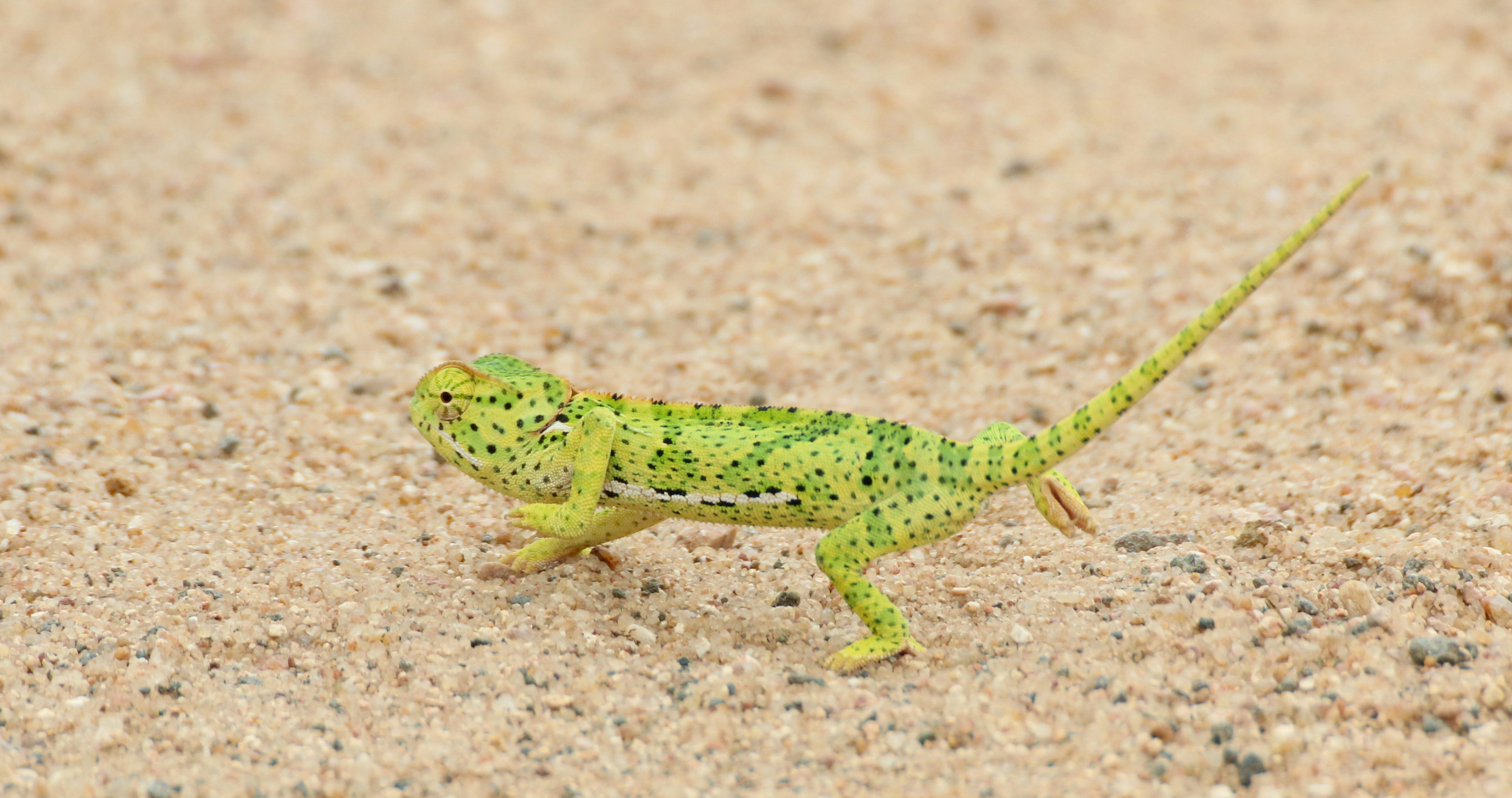 Chameleon