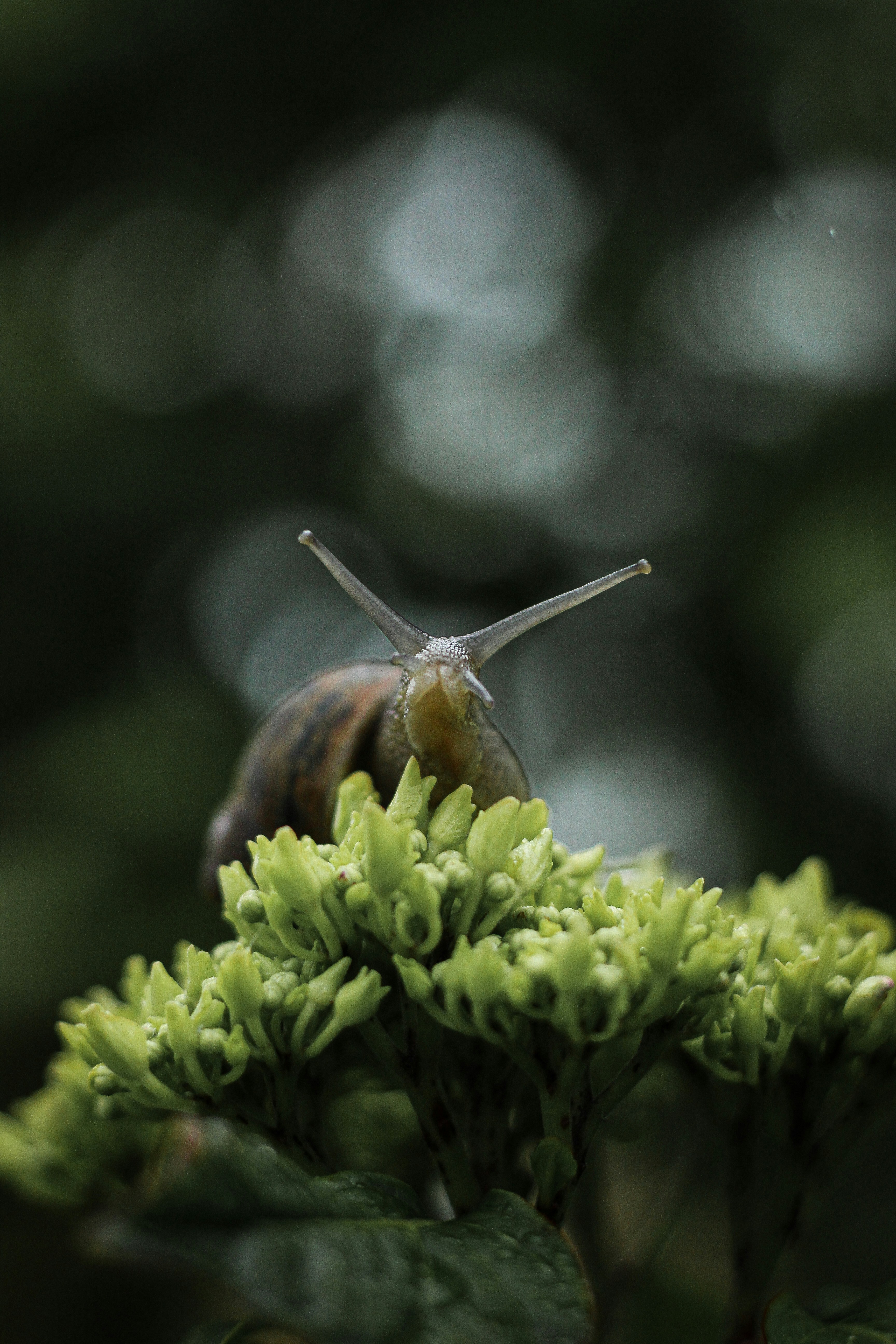 Close-up of a snail navigating vibrant green foliage, showcasing its delicate features against a blurred background.