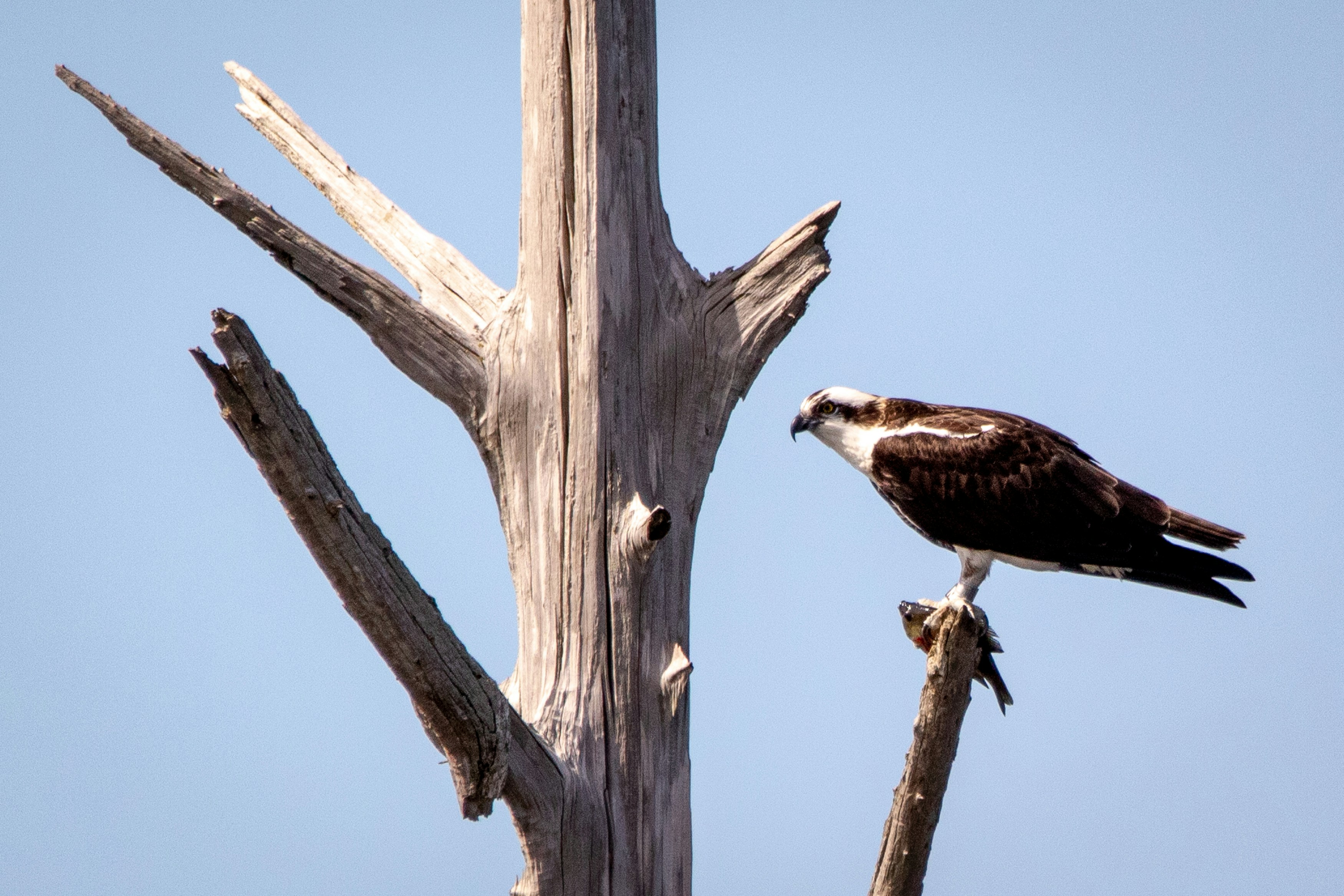 Osprey perched on a bare cypress tree with a fish against a clear blue sky.
