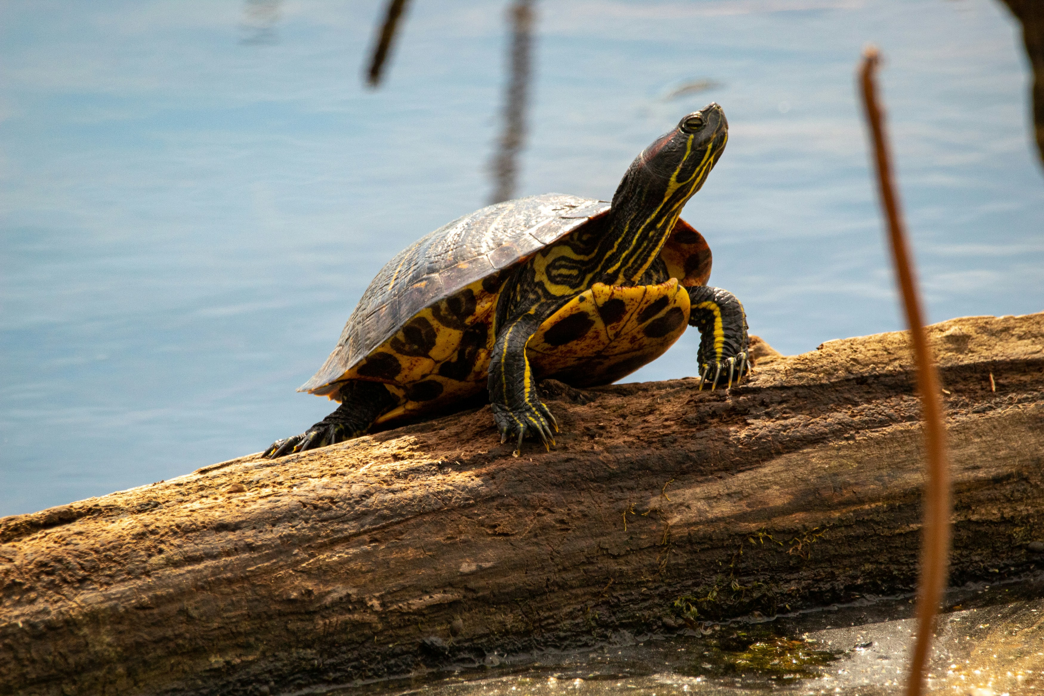Brown and black turtle on brown wood log photo – Free Hatchie national ...