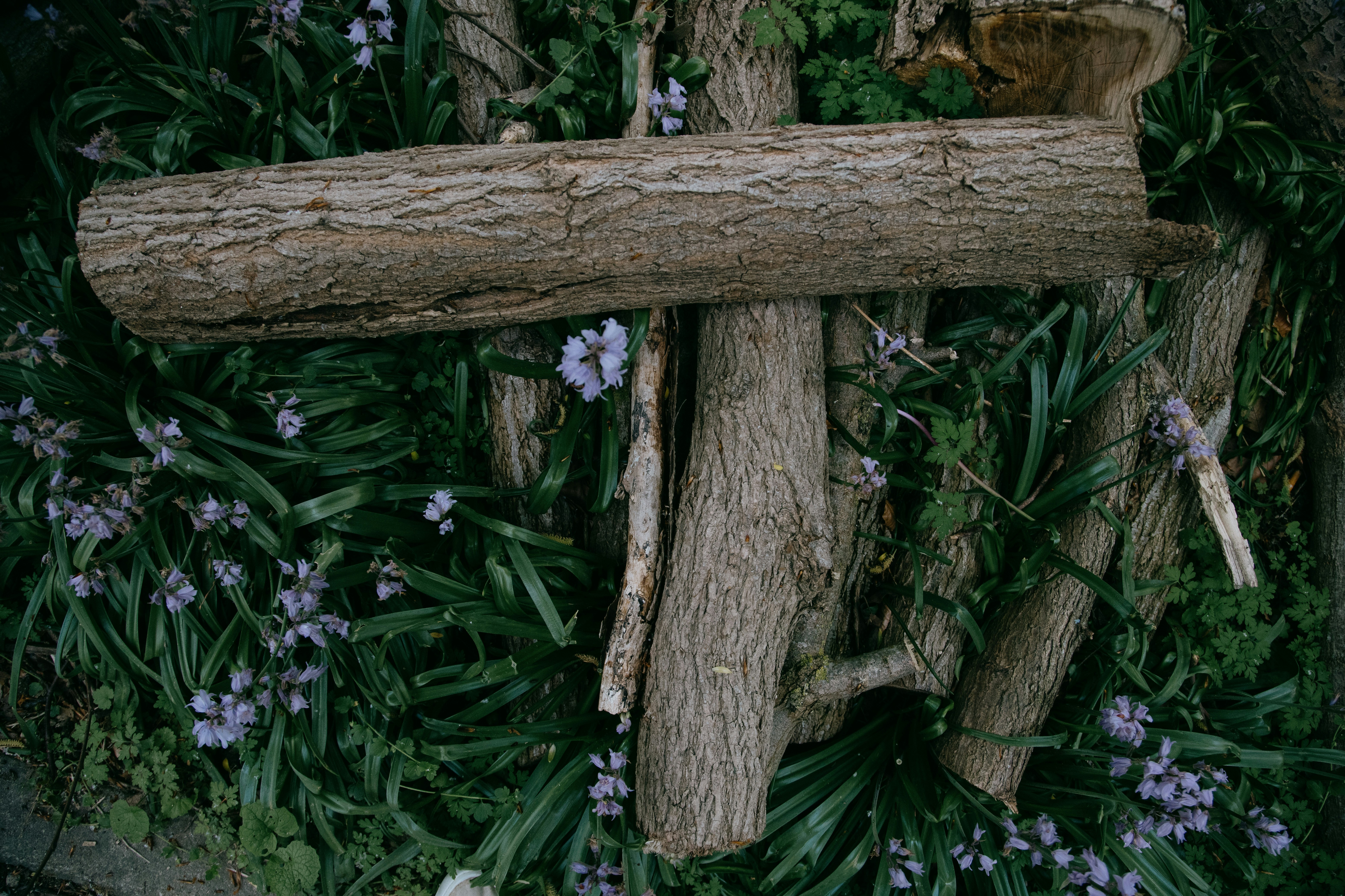 Crossed Logs in a Quiet Green Understory Fringed with Purple Blooms