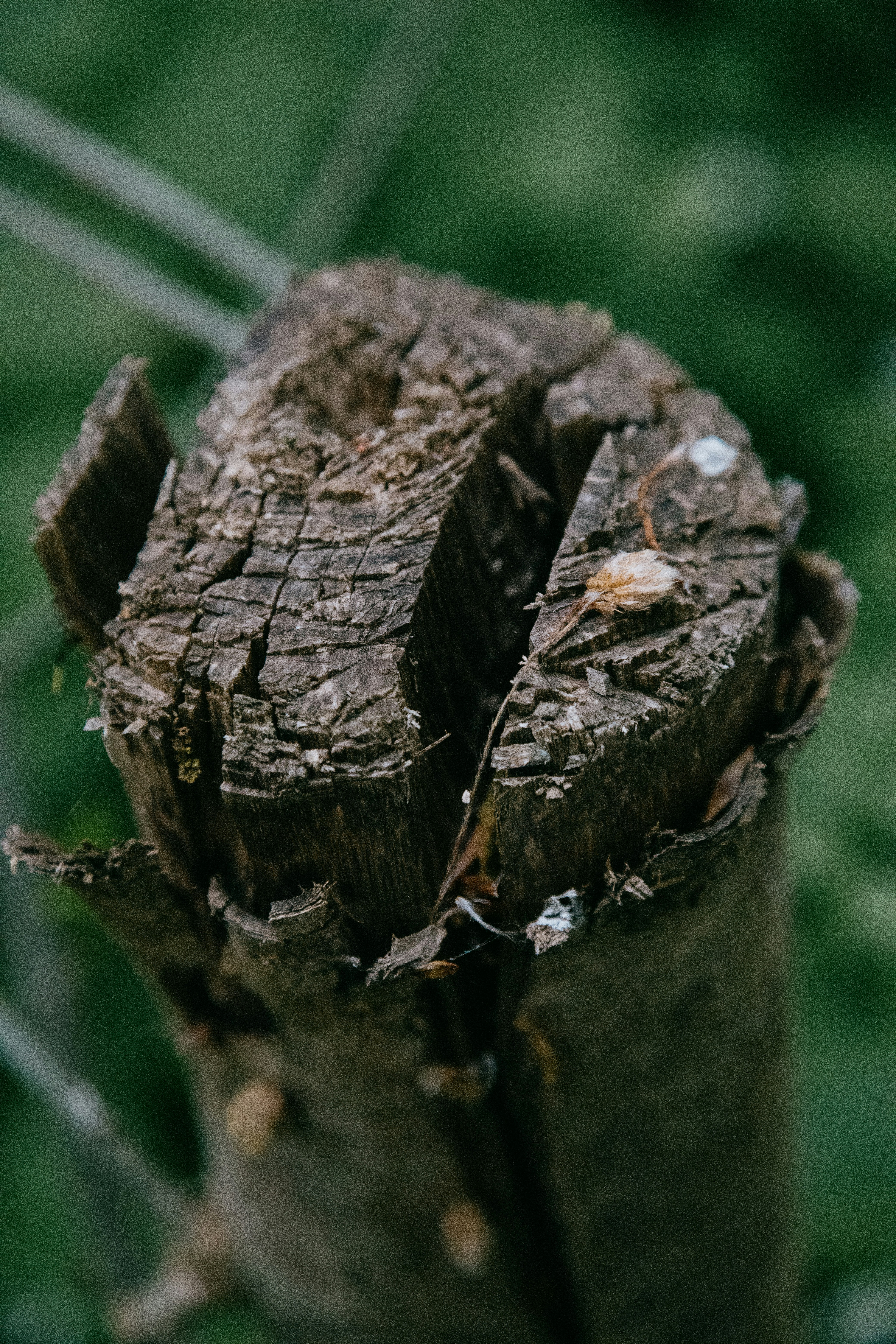 Cracked Crown of Wood: Macro Portrait of a Weathered Stump