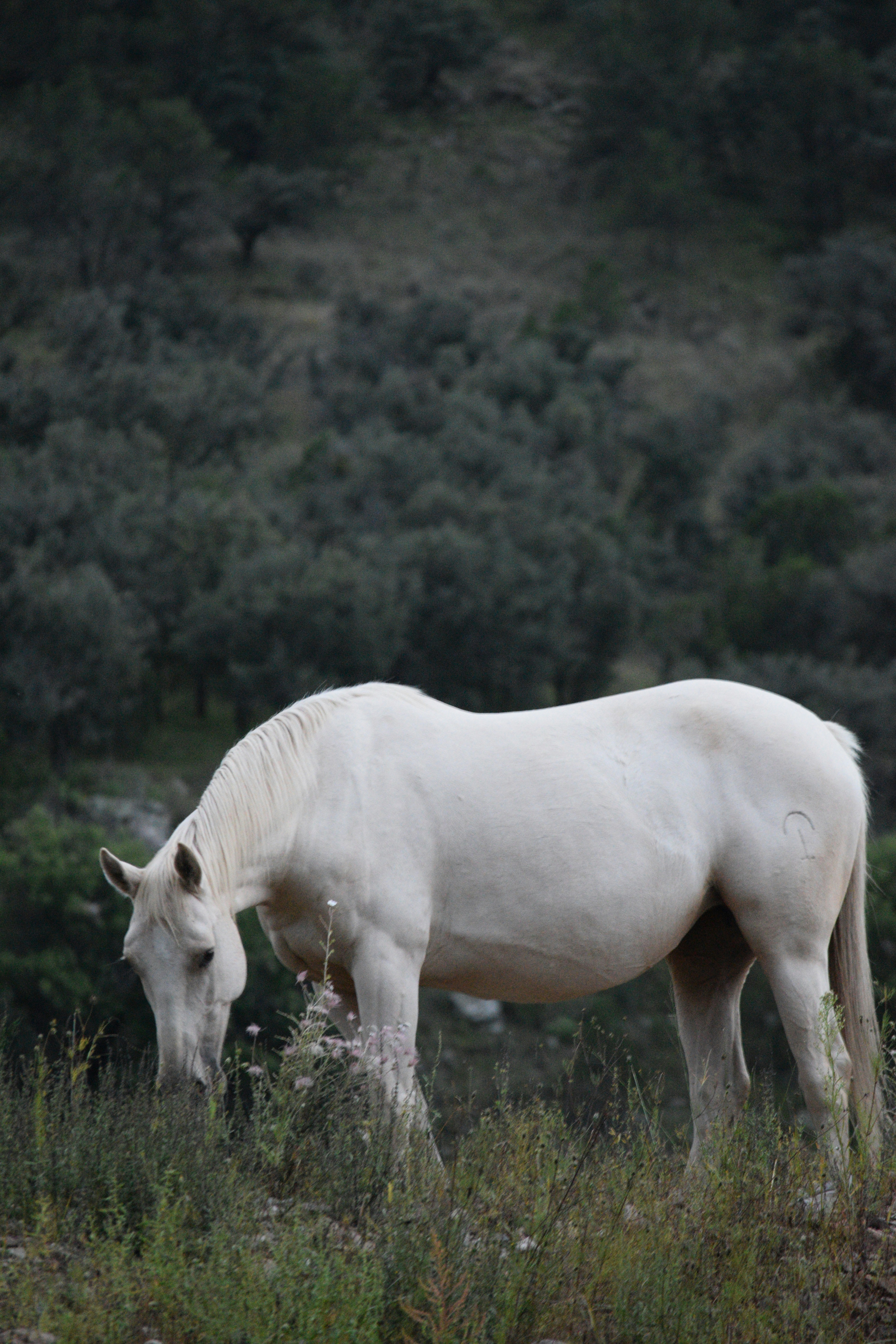 Quiet Grazing Among Pines: A White Mare in a Meadow