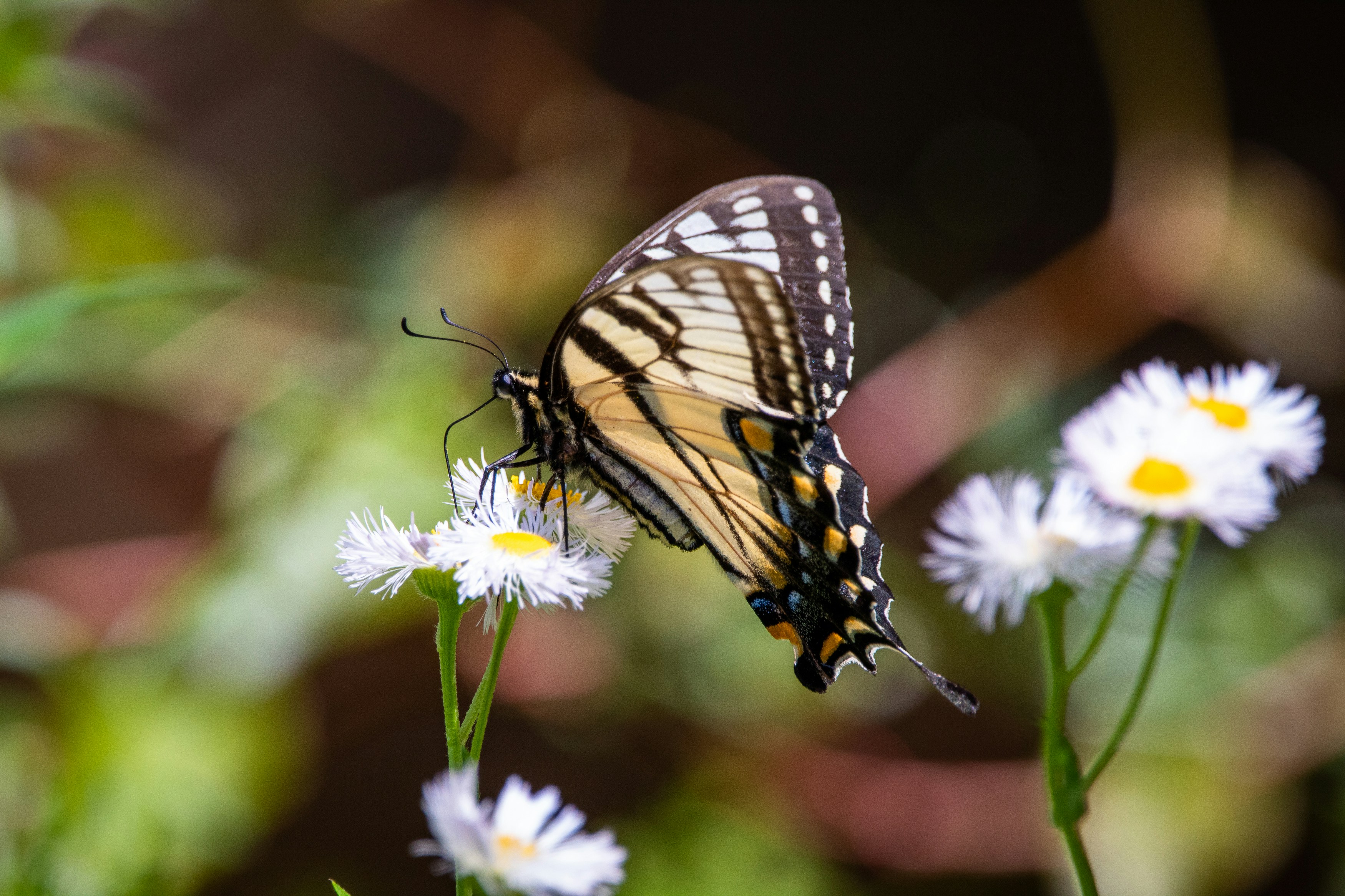 A butterfly gracefully perched on white daisies, showcasing intricate wing patterns against a softly blurred background.