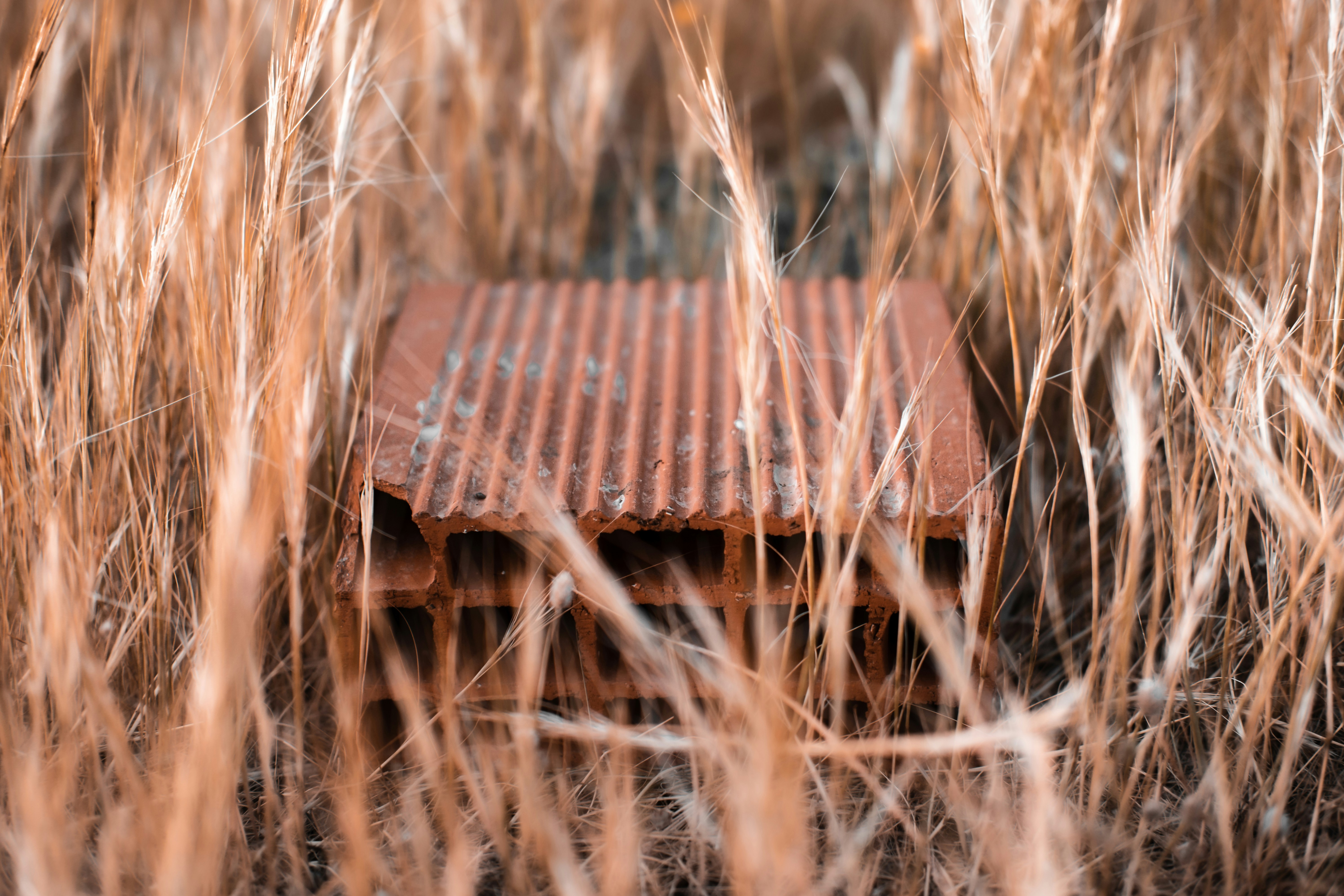 Rusty corrugated metal sheet partially concealed by golden grass, evoking a sense of abandonment in a natural setting.