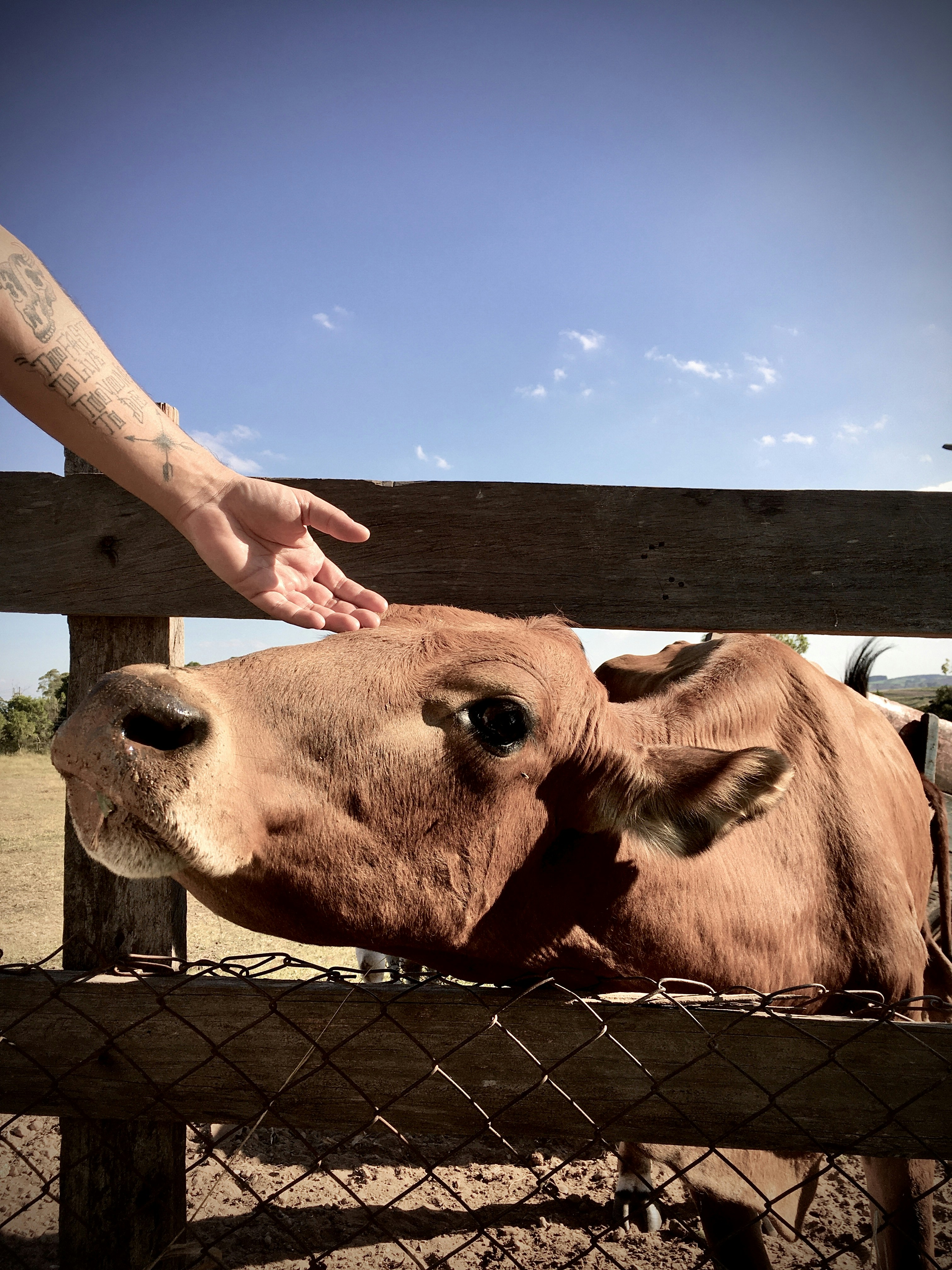 Handshake at the Fence: A Curious Cow Greeted by a Reaching Hand