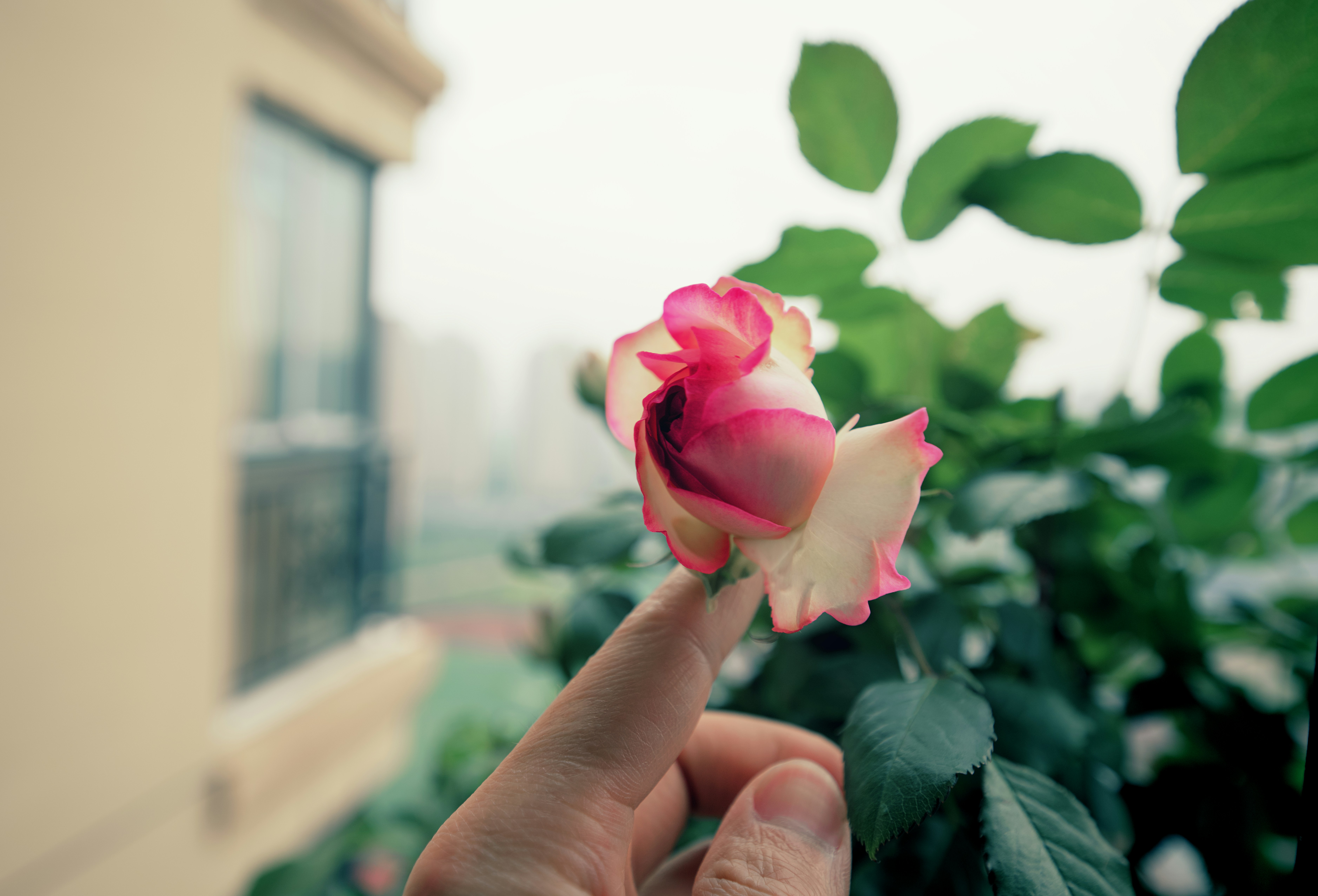 Petal cradle: a pink rosebud gently pinched by fingers against a blurred balcony backdrop