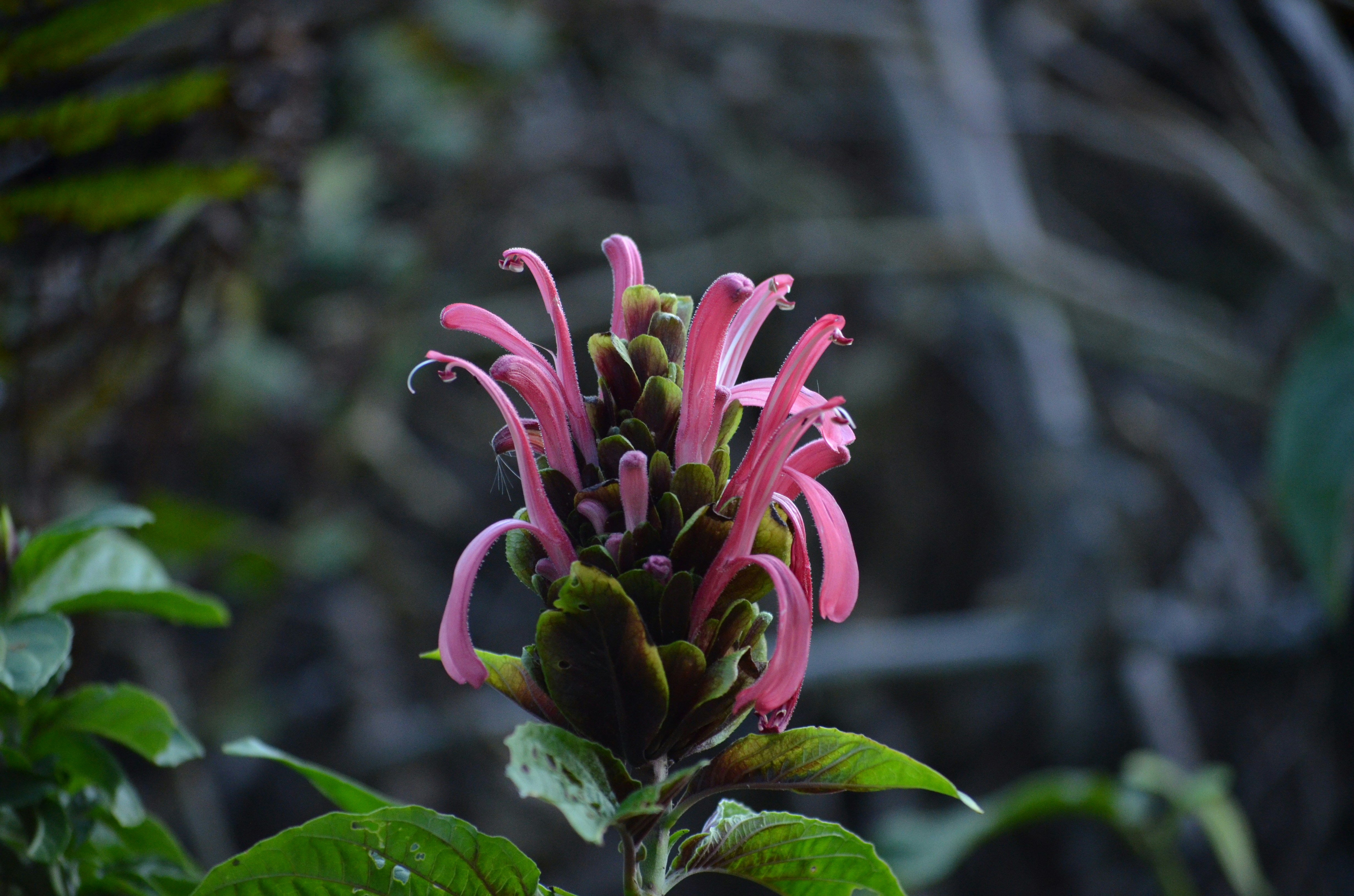 Pink Tendrils: A Close-Up Bloom in Quiet Shade