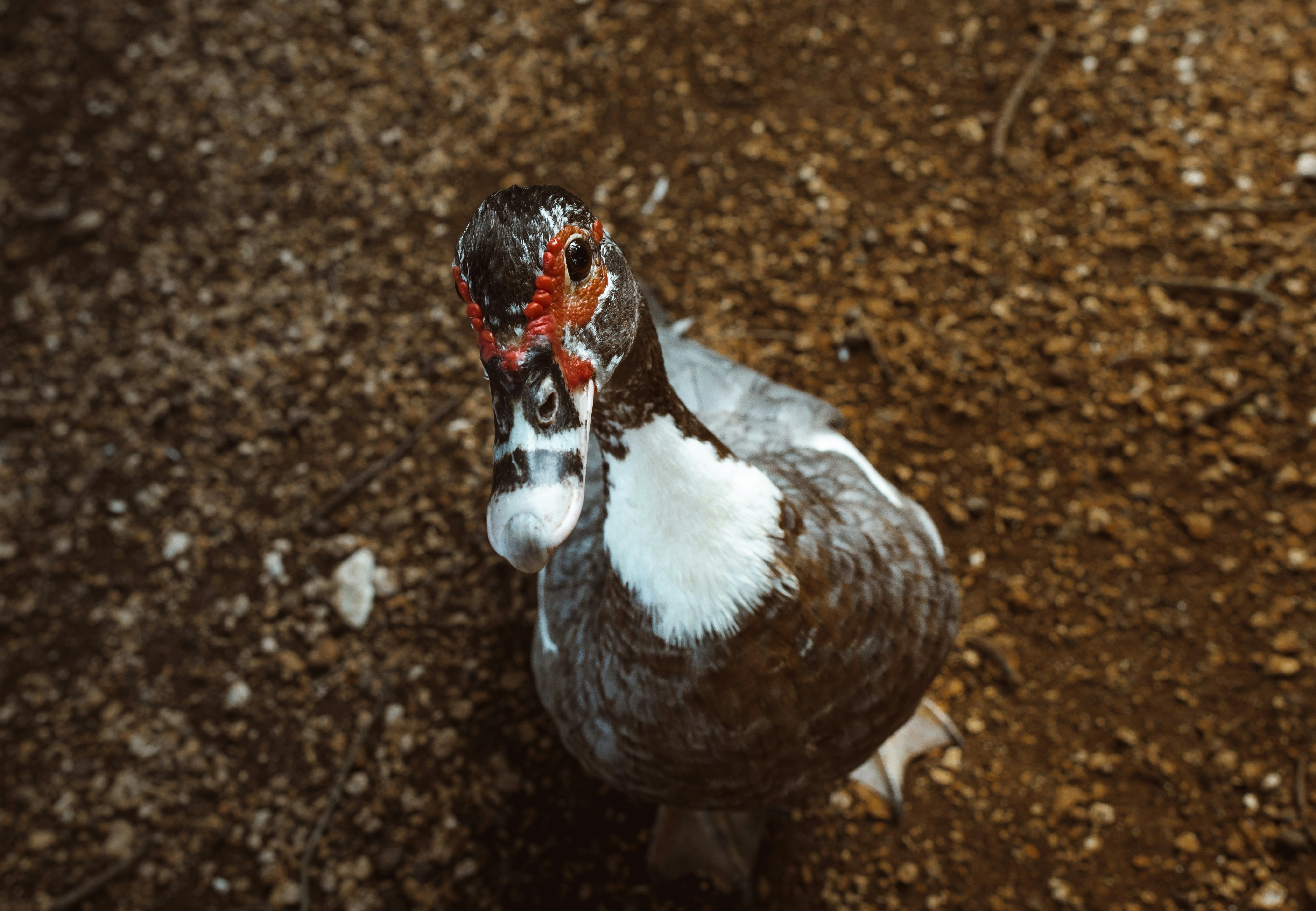 Red-Caruncled Muscovy Duck Surveys the Dusty Ground