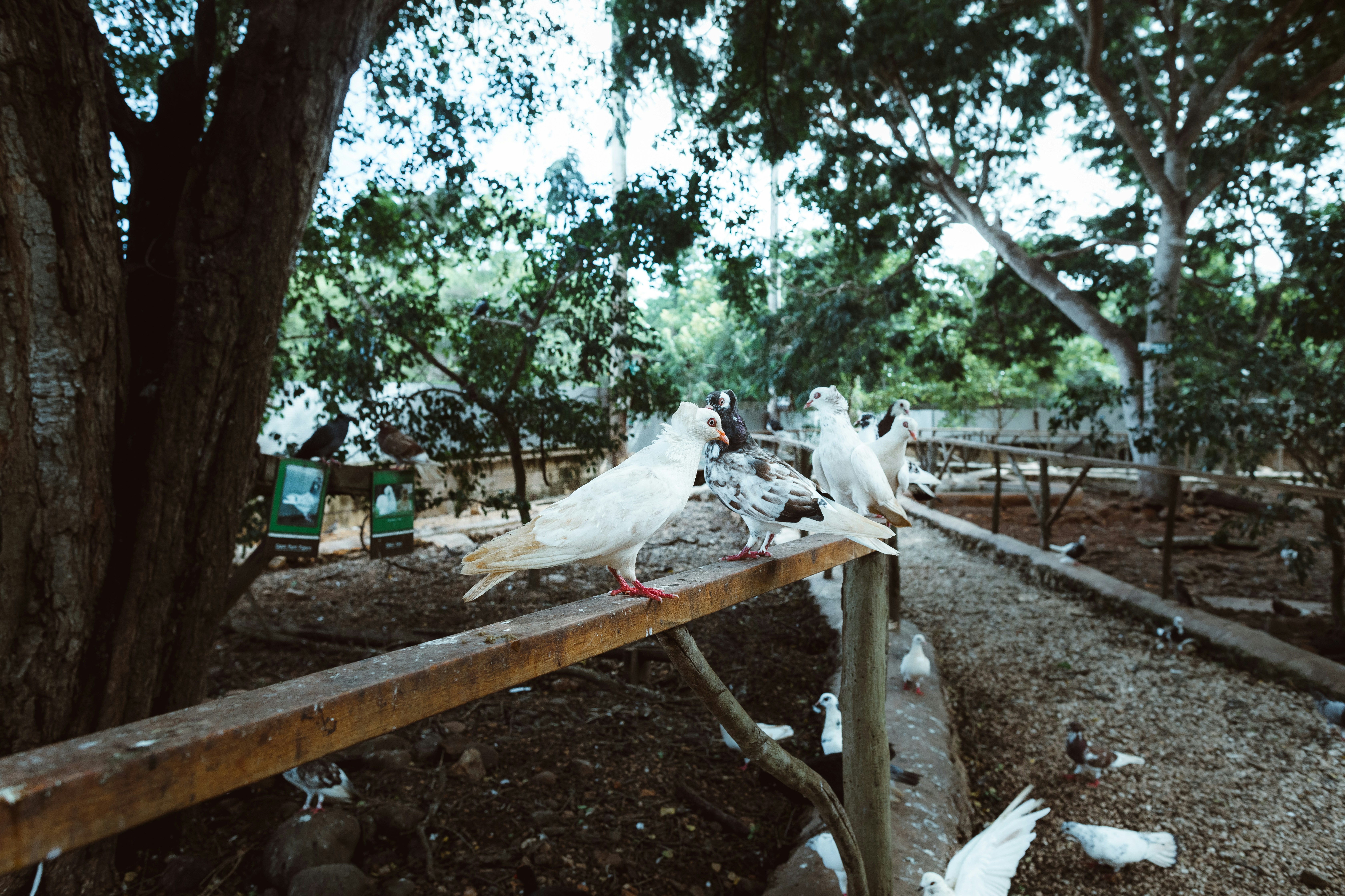 Dappled Quiet: Pigeons Pause on a Weathered Park Railing