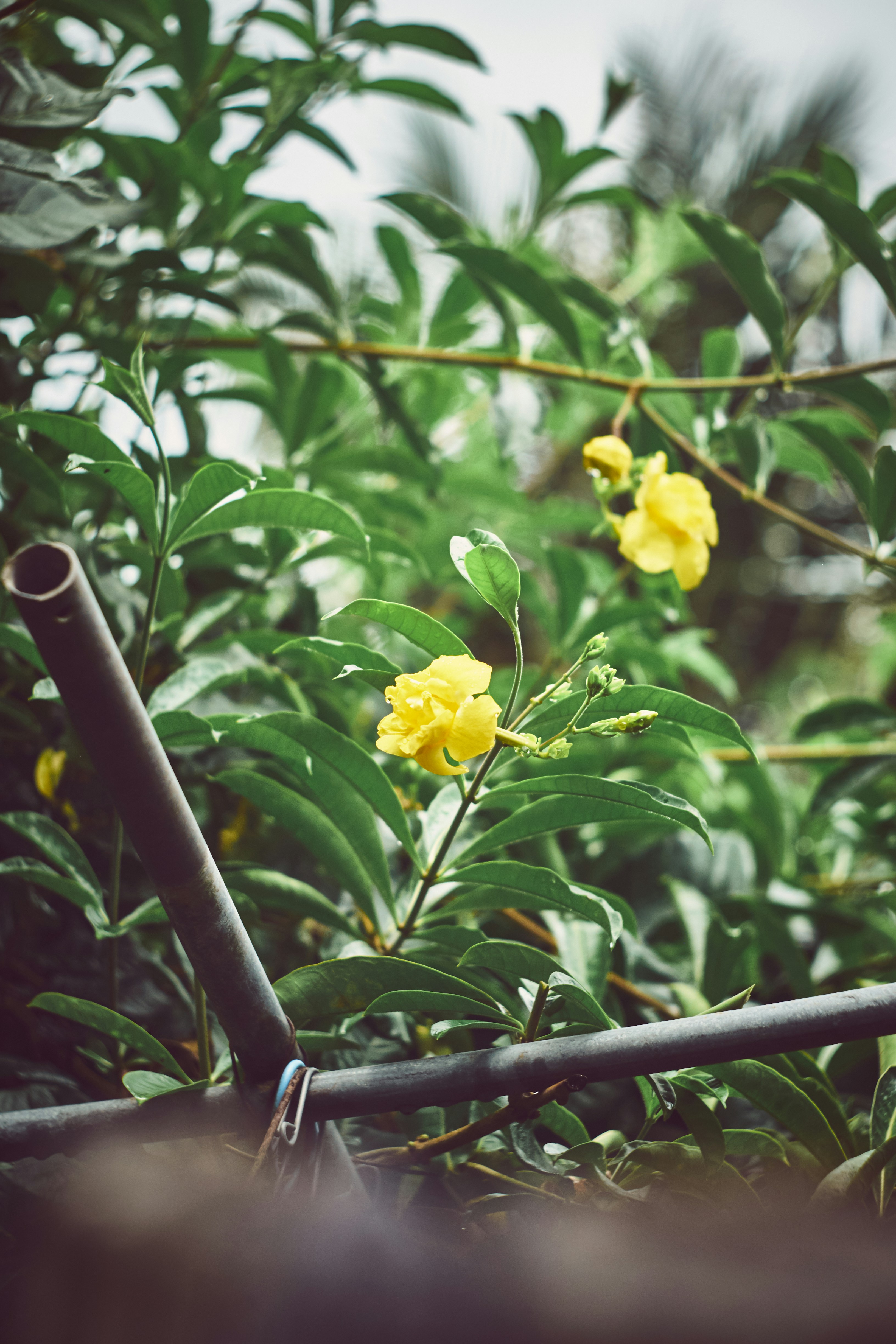 Canary Blossom Framed by Rails and Foliage
