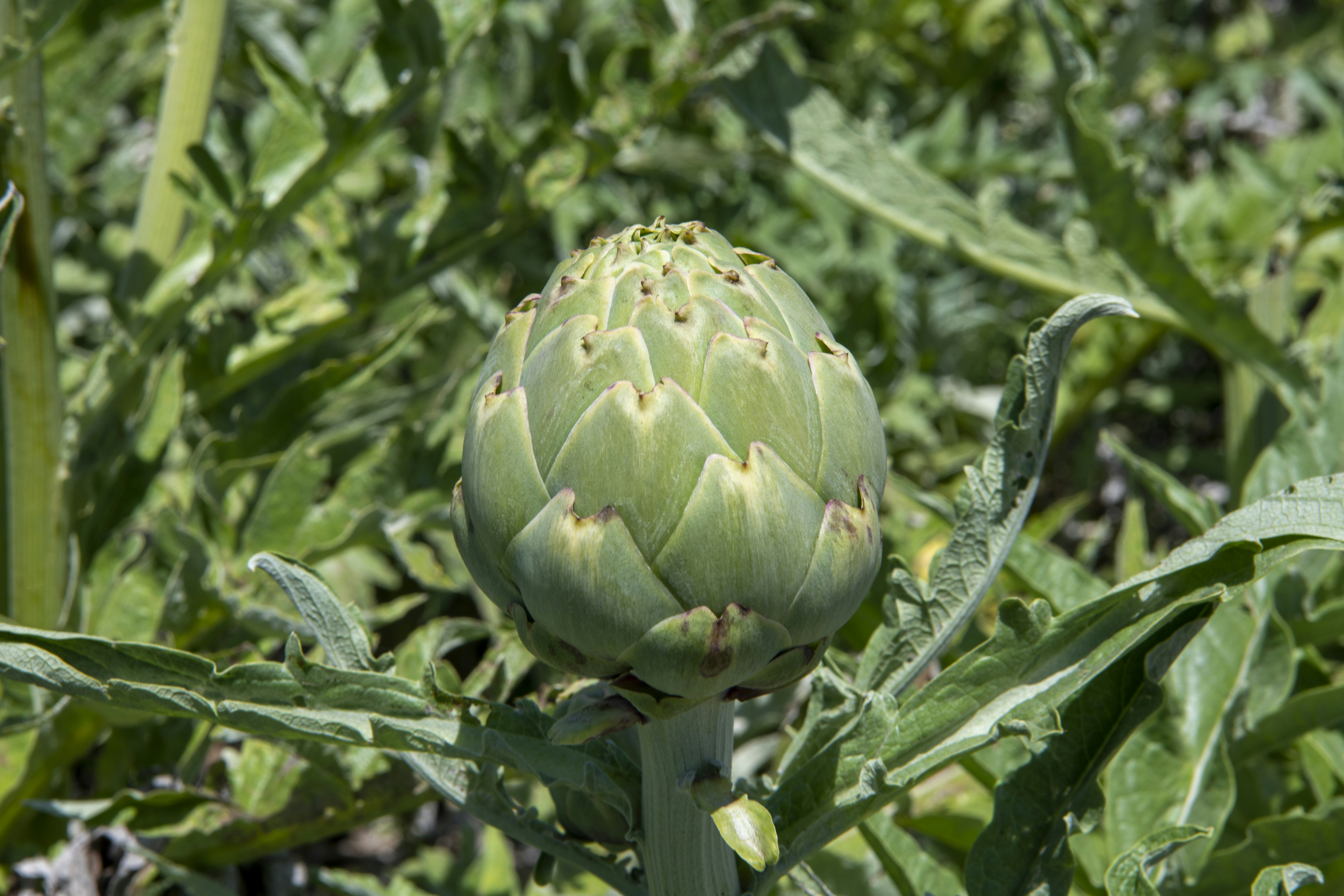 Emerald Artichoke in Sunlit Harvest