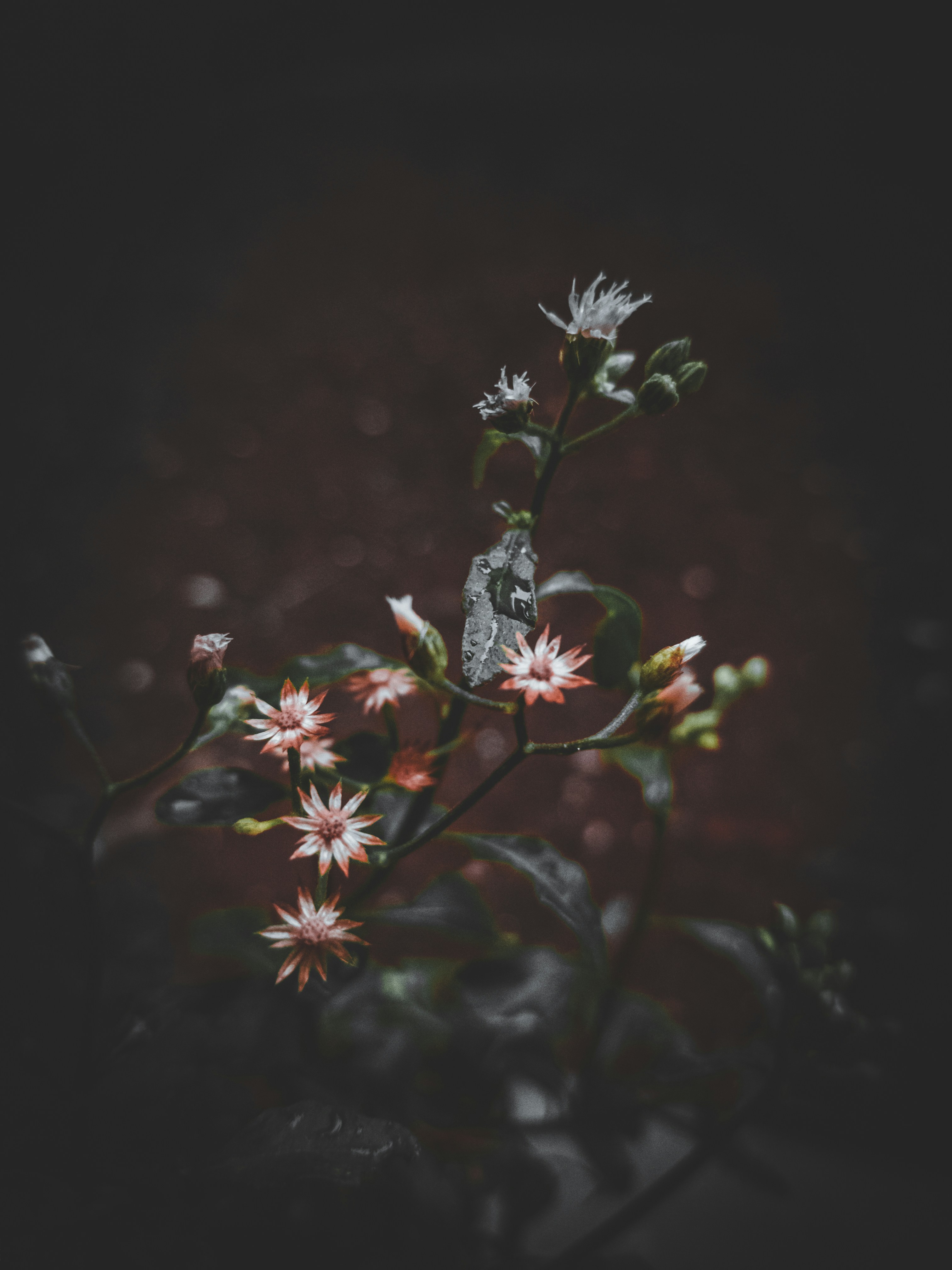red and green flower in close up photography