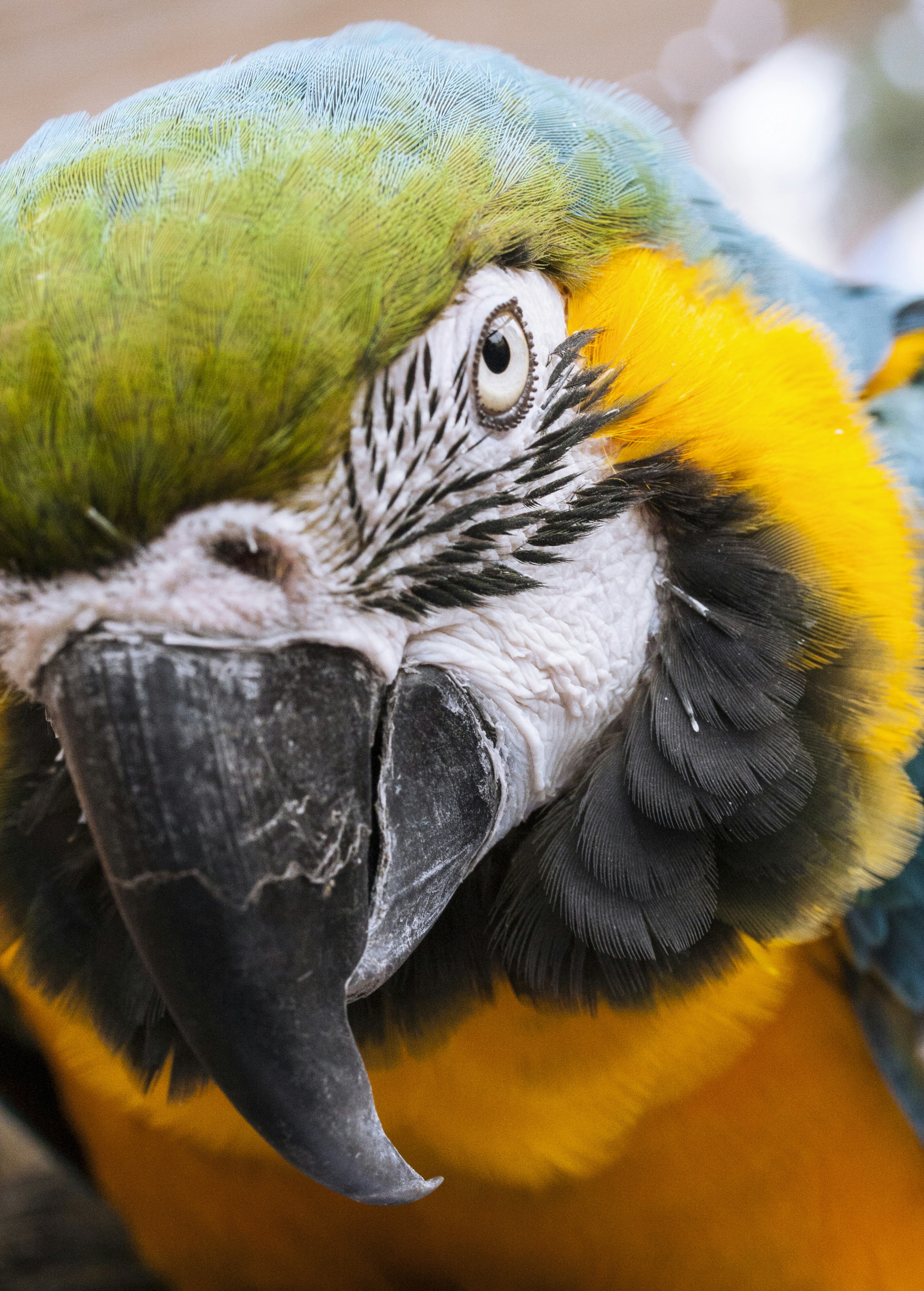 Close-up of a vibrant macaw showcasing its intricate feathers and expressive eye.