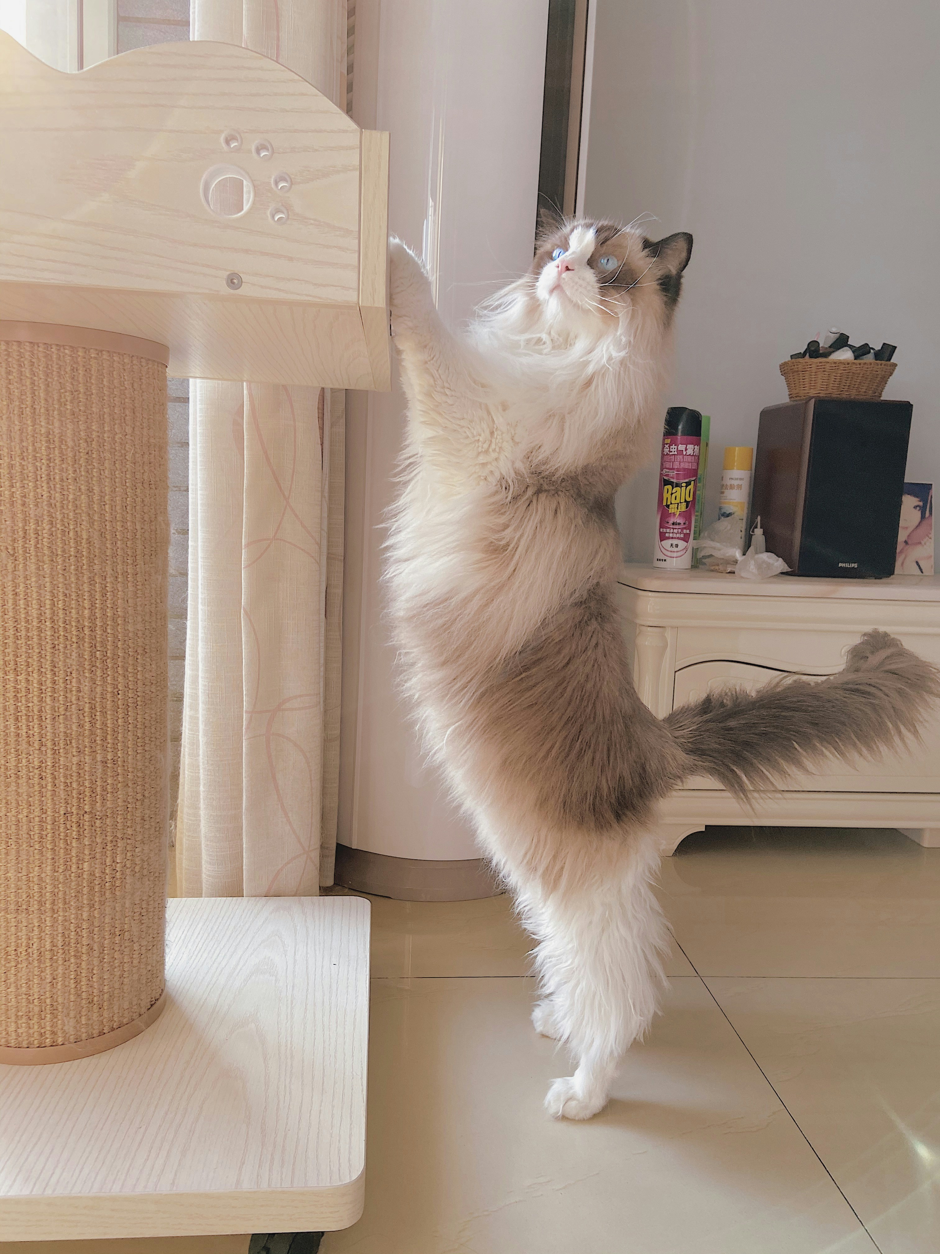 Arboreal Stretch: Cat Reaches Toward the Playful Panel
