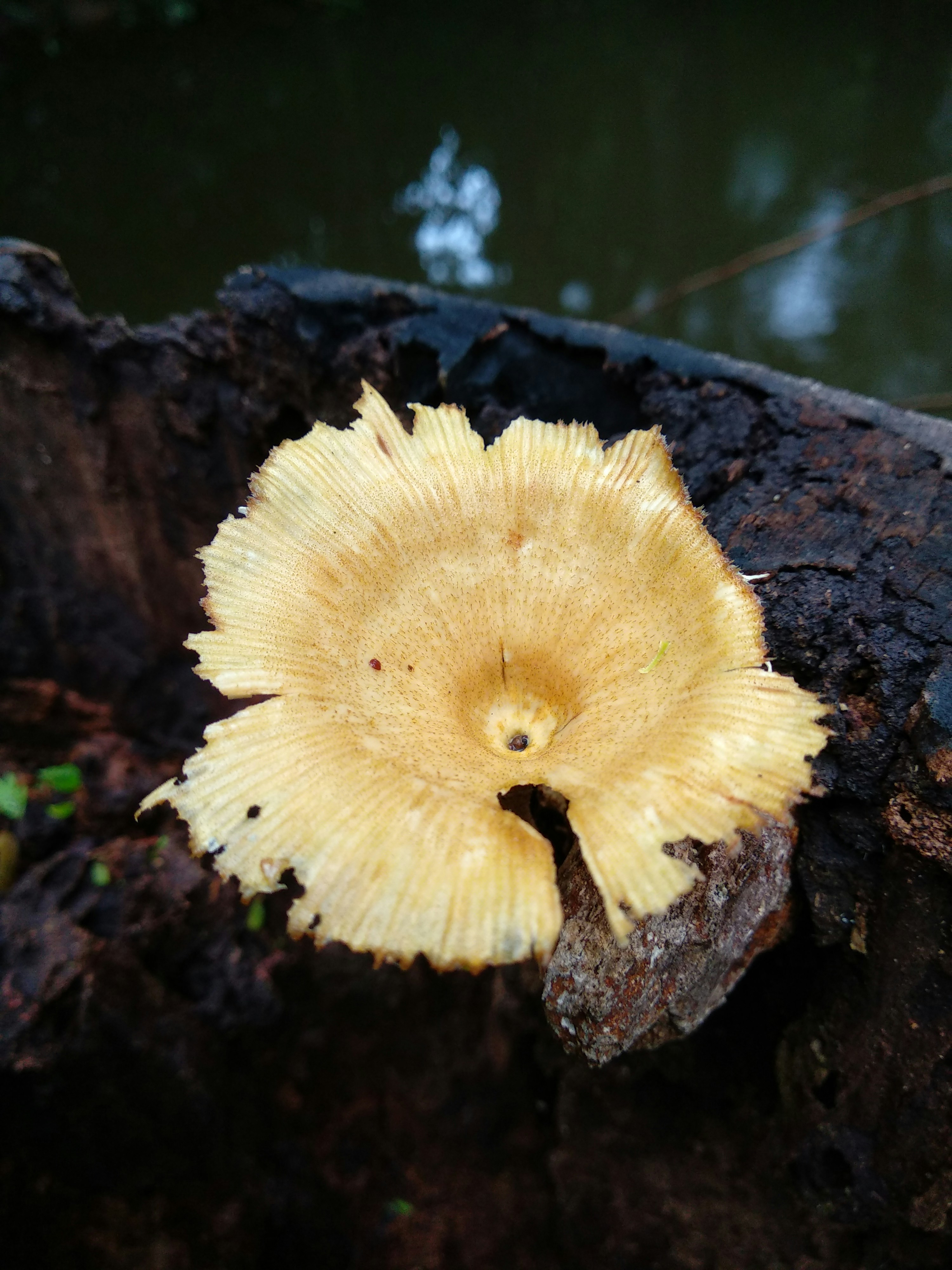 Close-up photograph of a pale, ruffled mushroom growing on a dark, damp log beside a body of water.