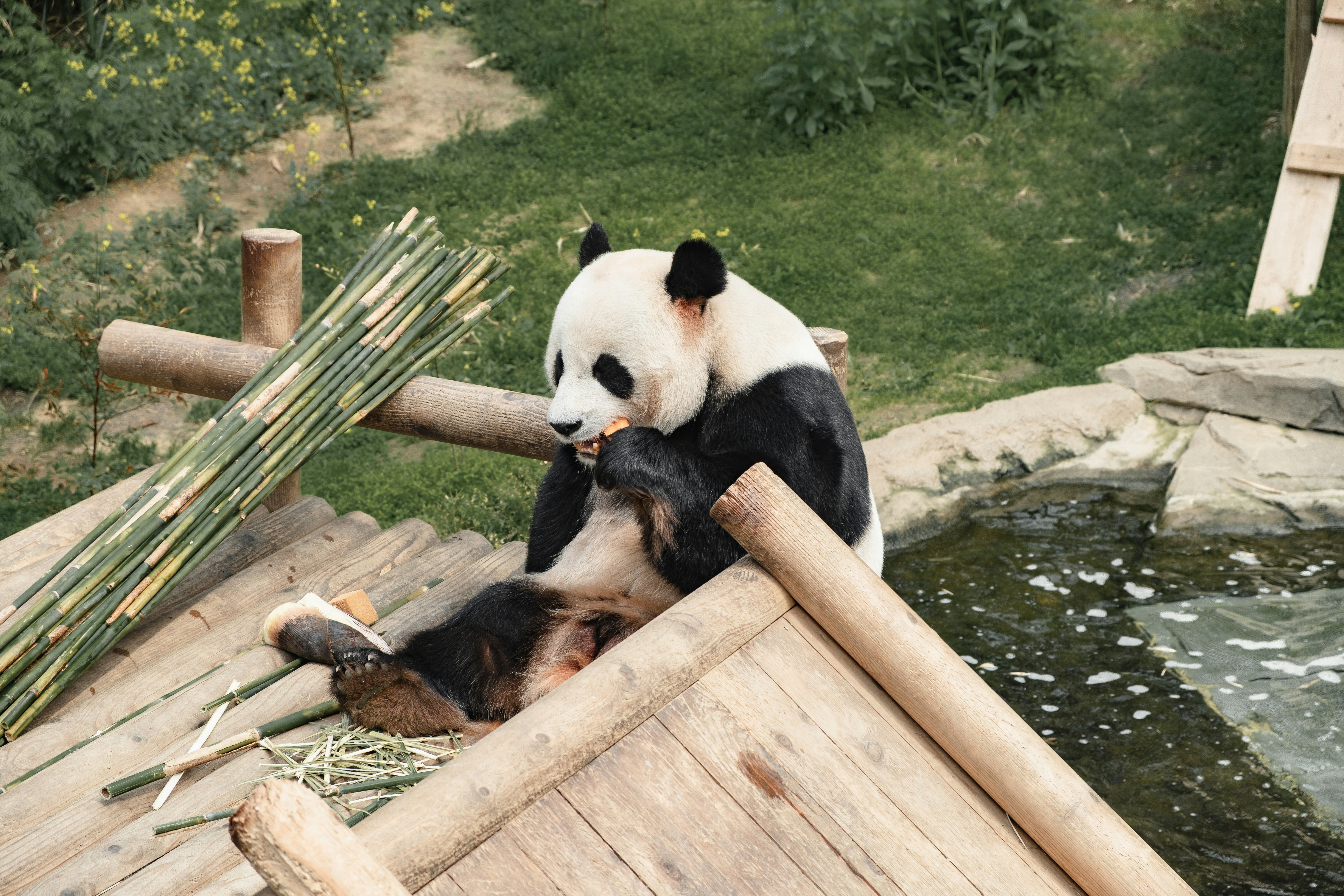Midday Siesta: Panda Repose on a Bamboo-Studded Ramp