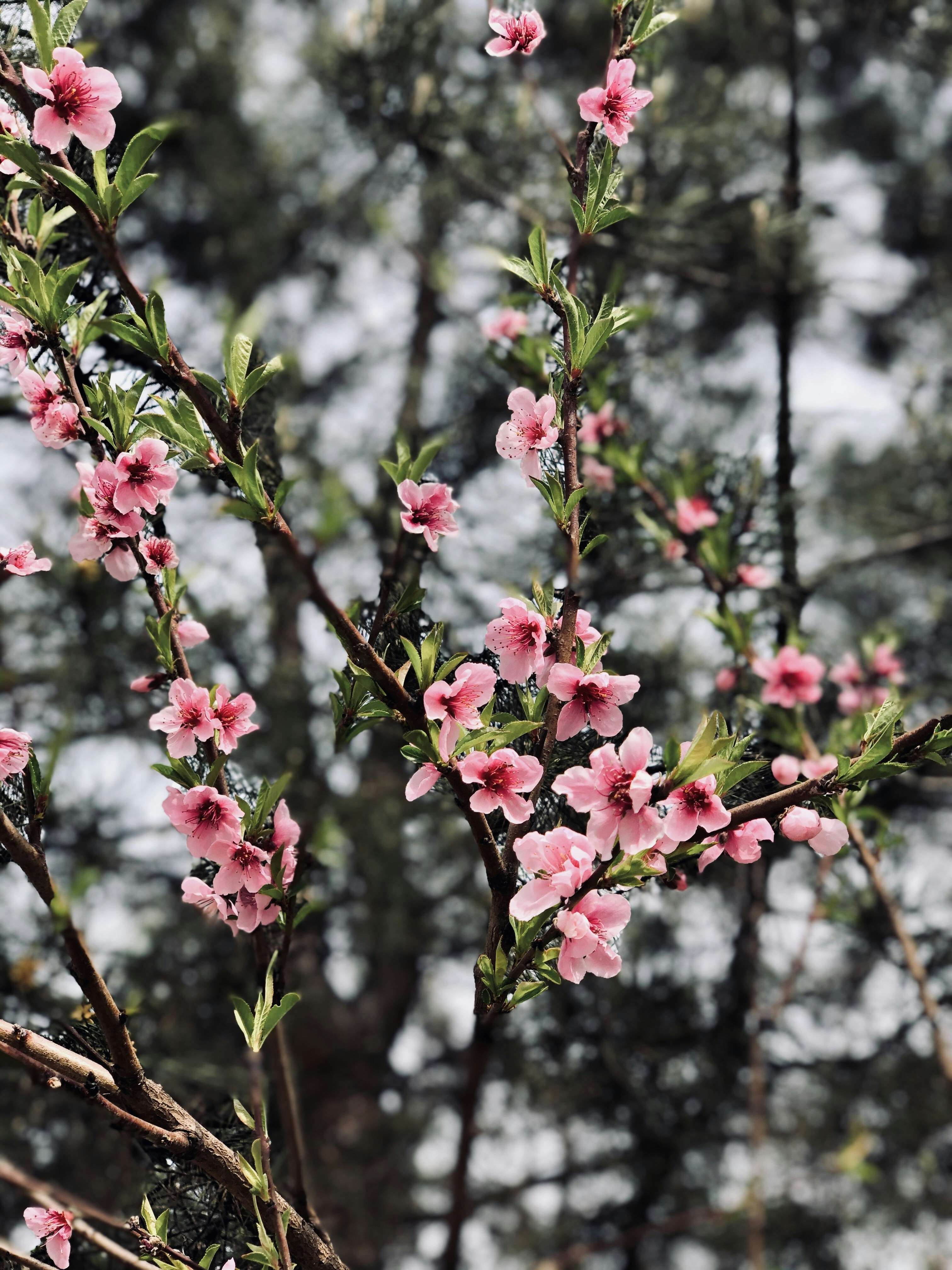 Petal Threads: close-up of pink blossoms threading along slender branches