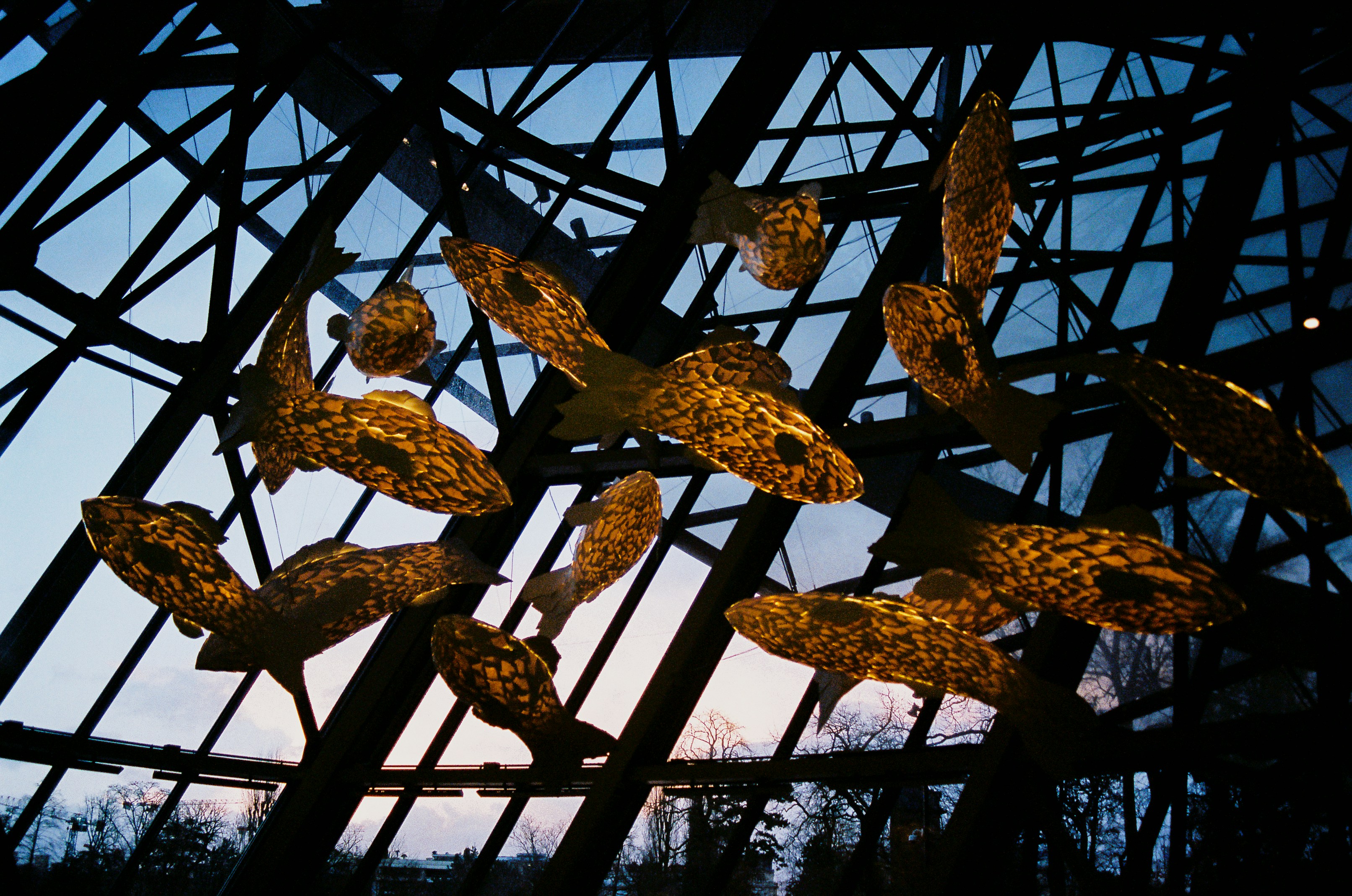 Golden Leaves Take Flight Through a Geometric Window