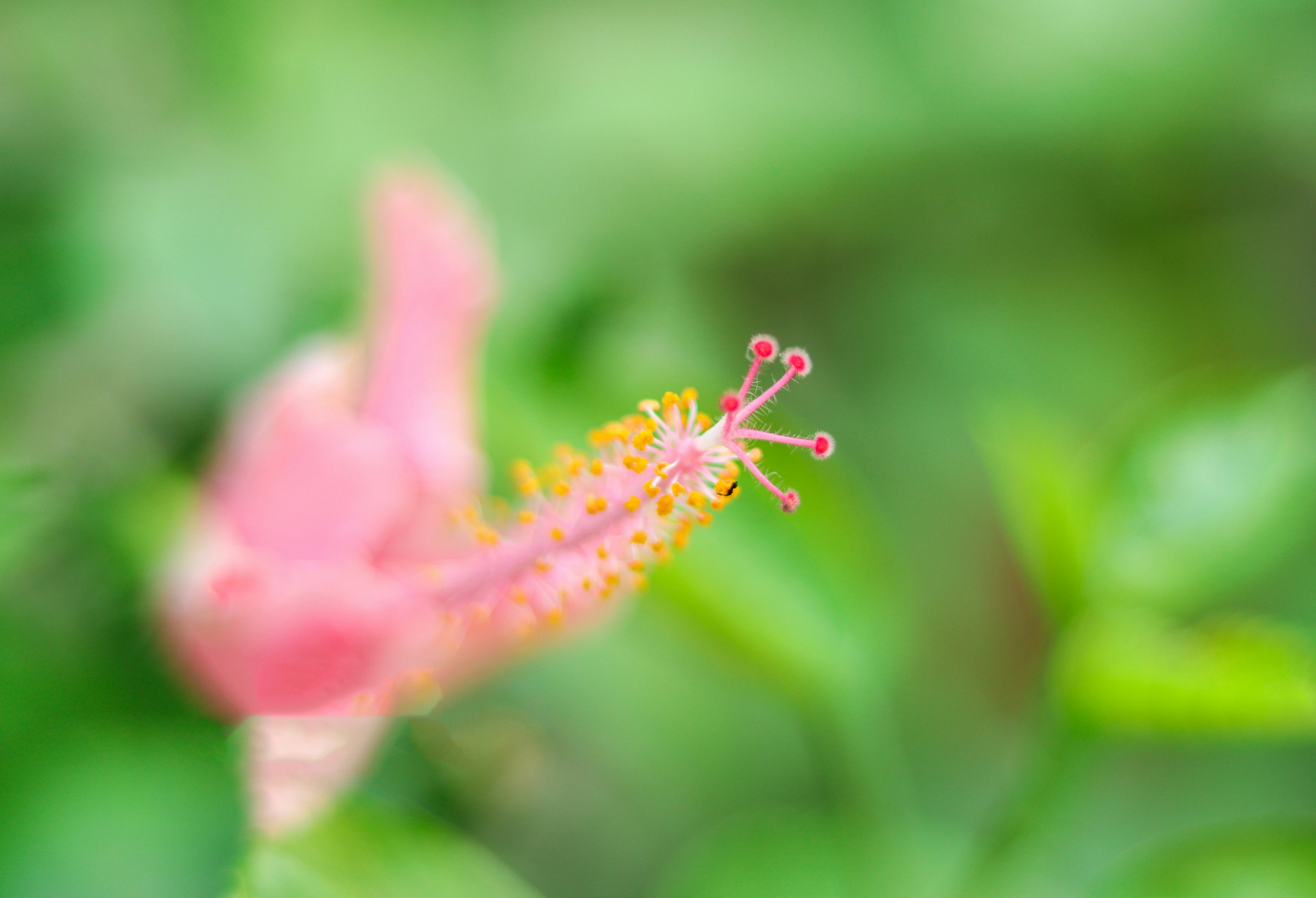 Pink Stamen in Velvet Blur: A Close-Up Hibiscus Portrait