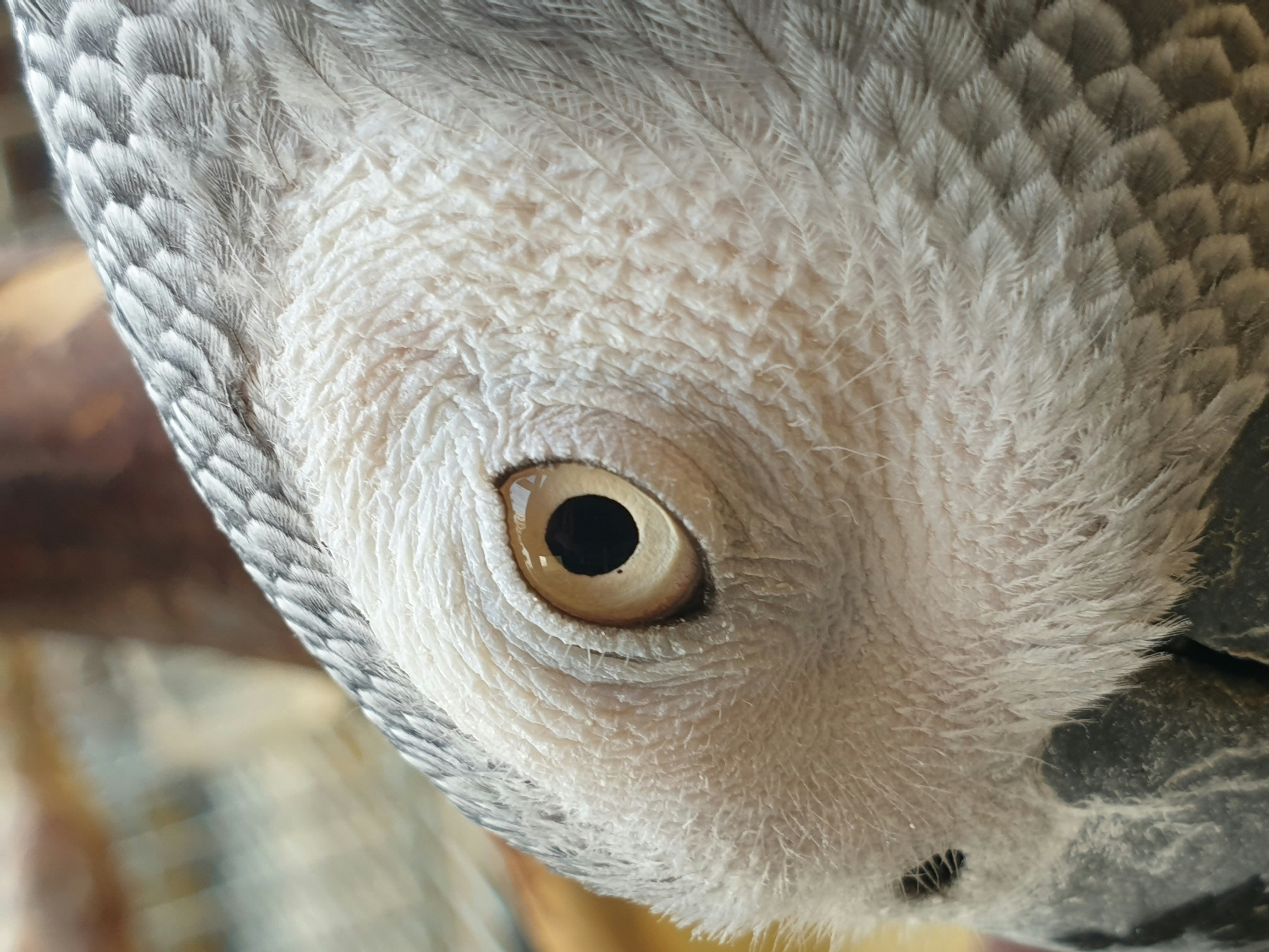 Close-up of a bird's eye showcasing intricate feather patterns and textures. The focus is on the vivid detail of the eye and surrounding plumage.