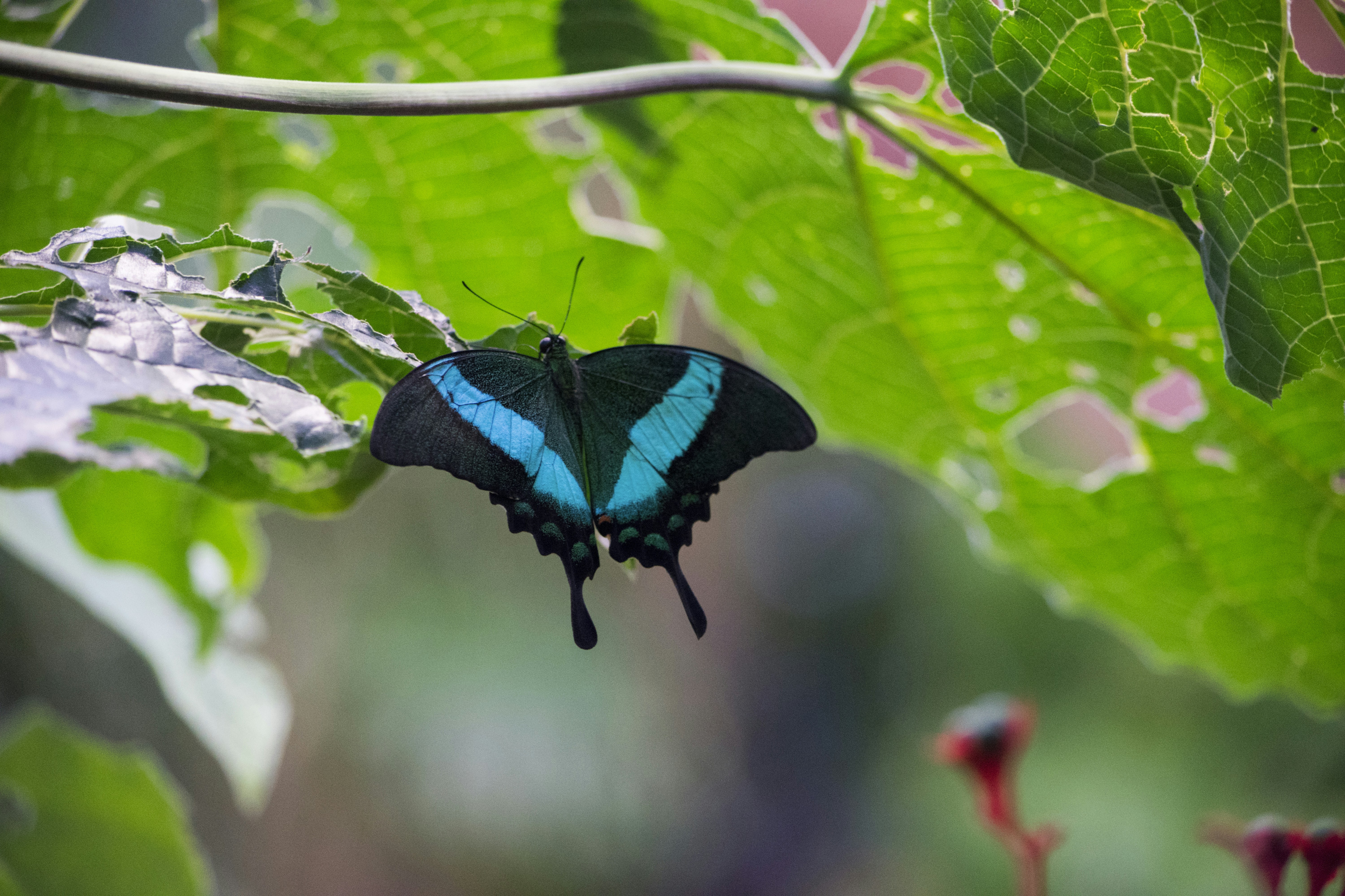 Butterfly, blue wings