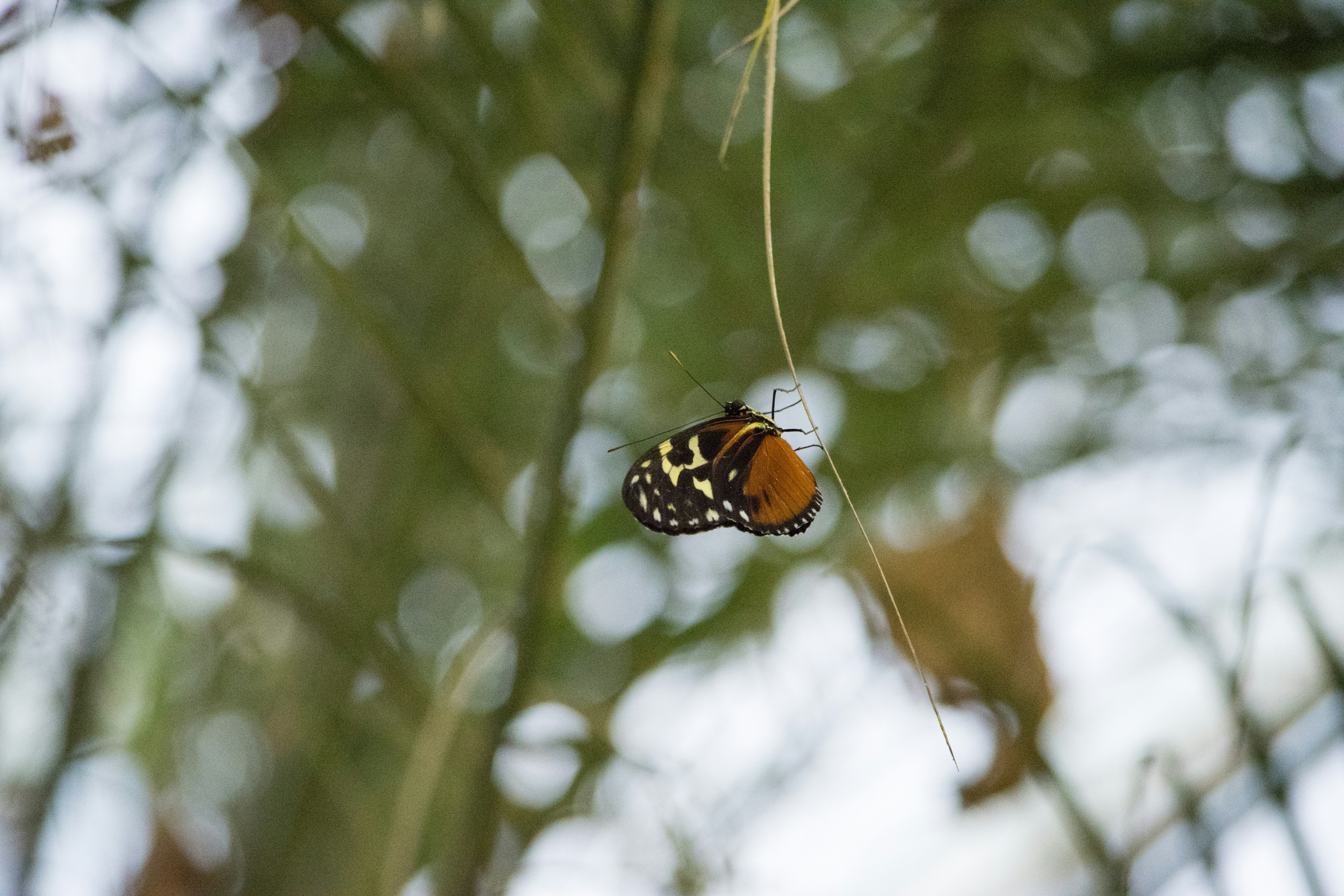 A butterfly gracefully suspended in mid-air, surrounded by a soft blur of green foliage. The intricate patterns on its wings are highlighted against the gentle background.