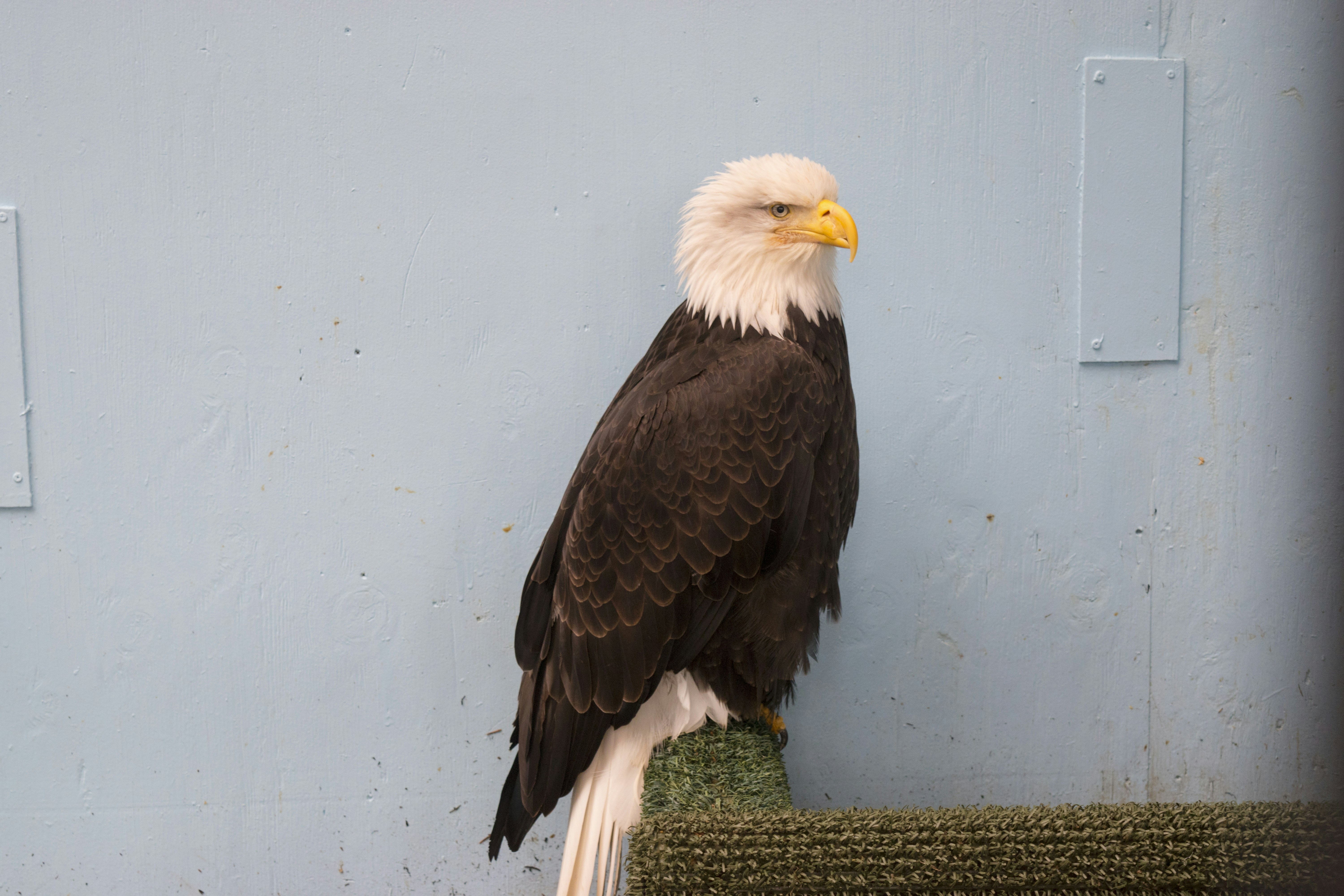 Bald eagle perched gracefully against a pale blue backdrop, showcasing its striking plumage and sharp gaze.