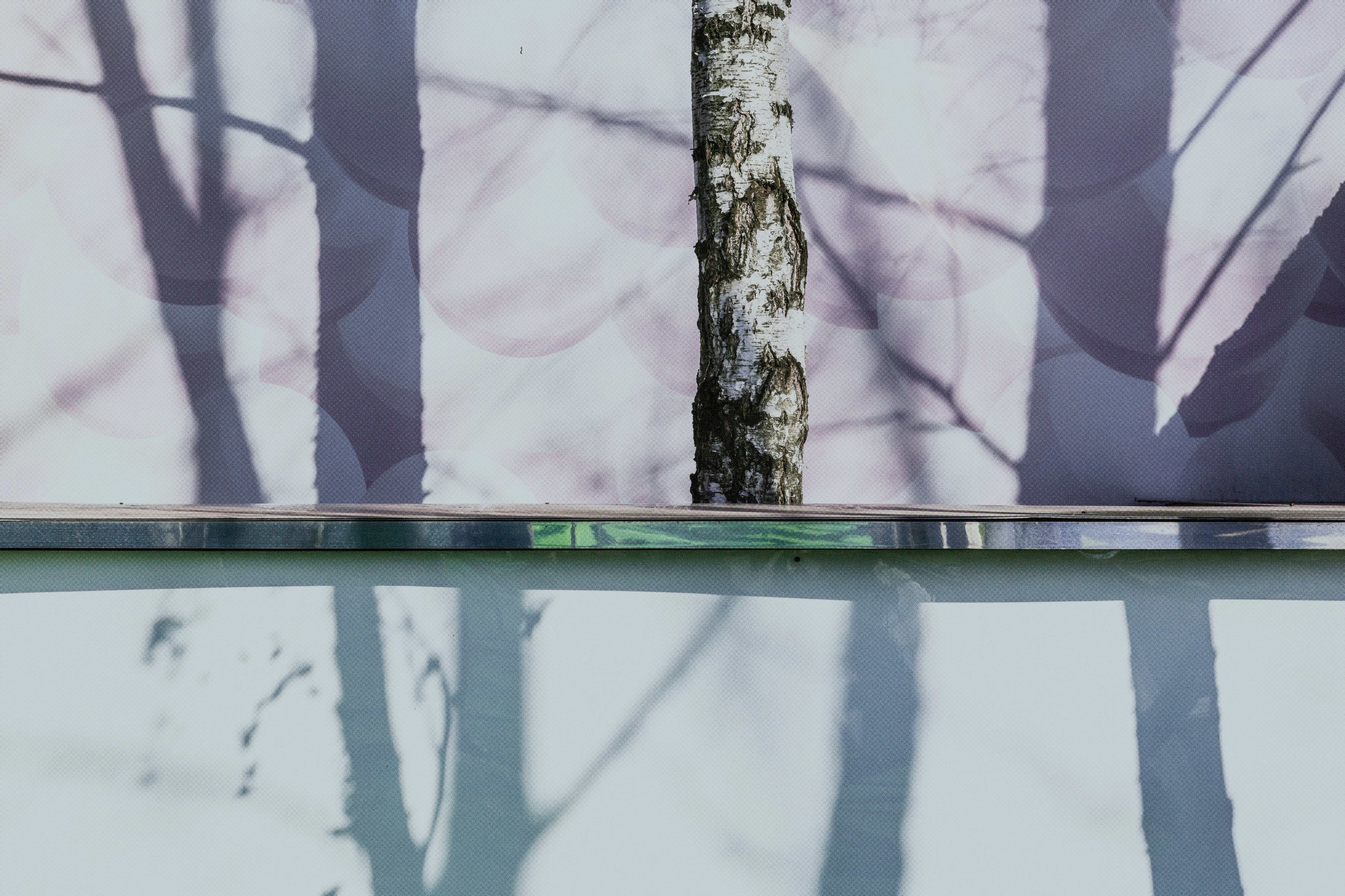 Trunk in the Glass: Shadows Framing a Metal Strip