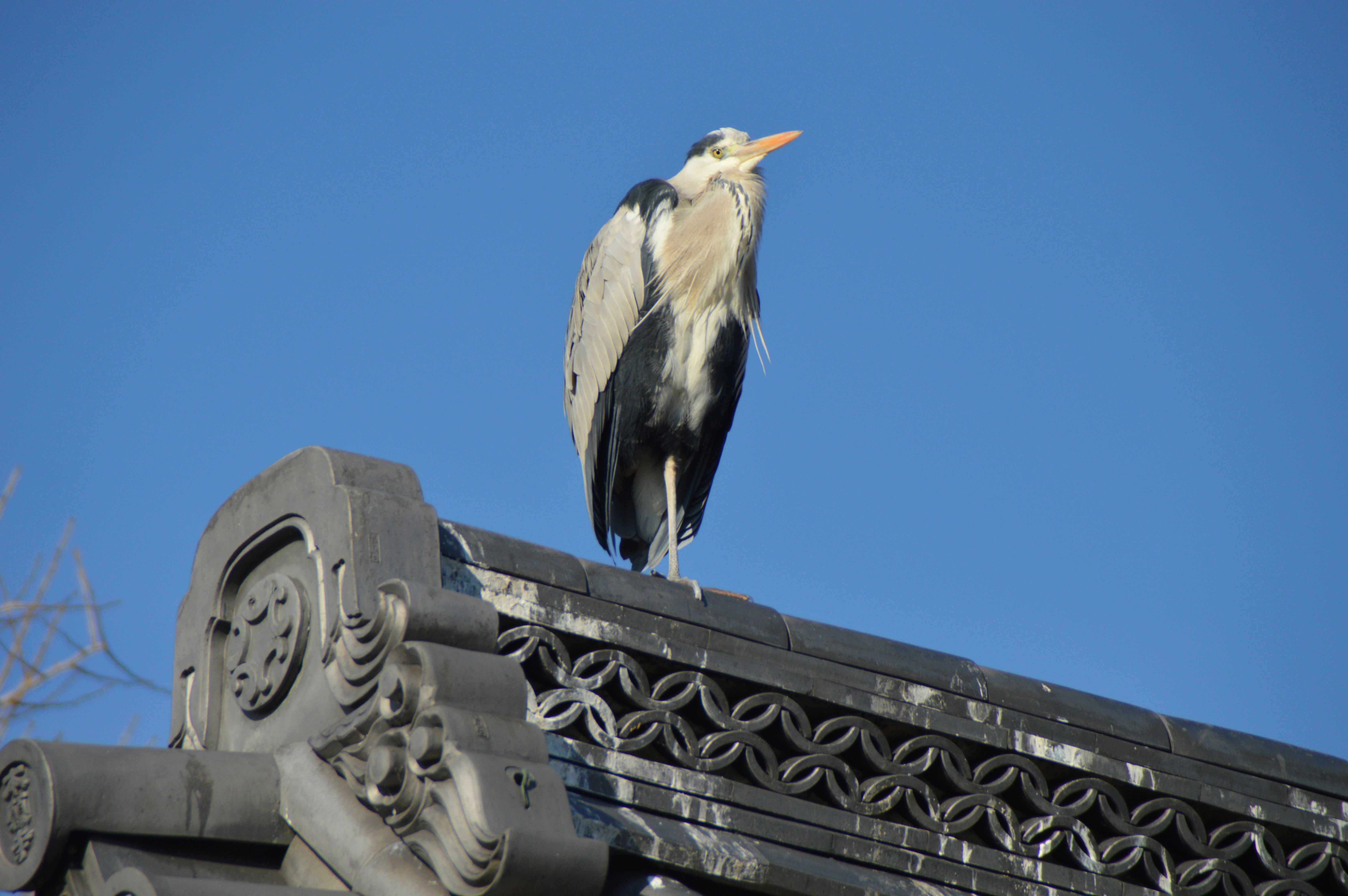 Grey Heron on a Rooftop Crest Beneath a Clear Blue Sky
