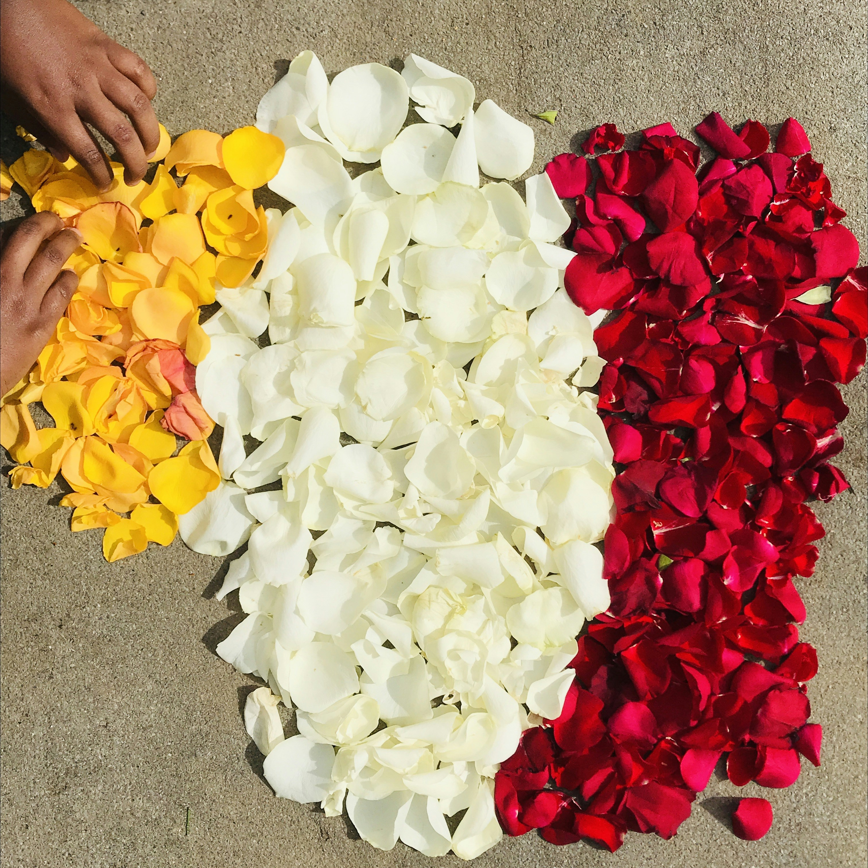 Tri-Color Petal Heart: Sunlit Left, Snowy White, Ruby Right
