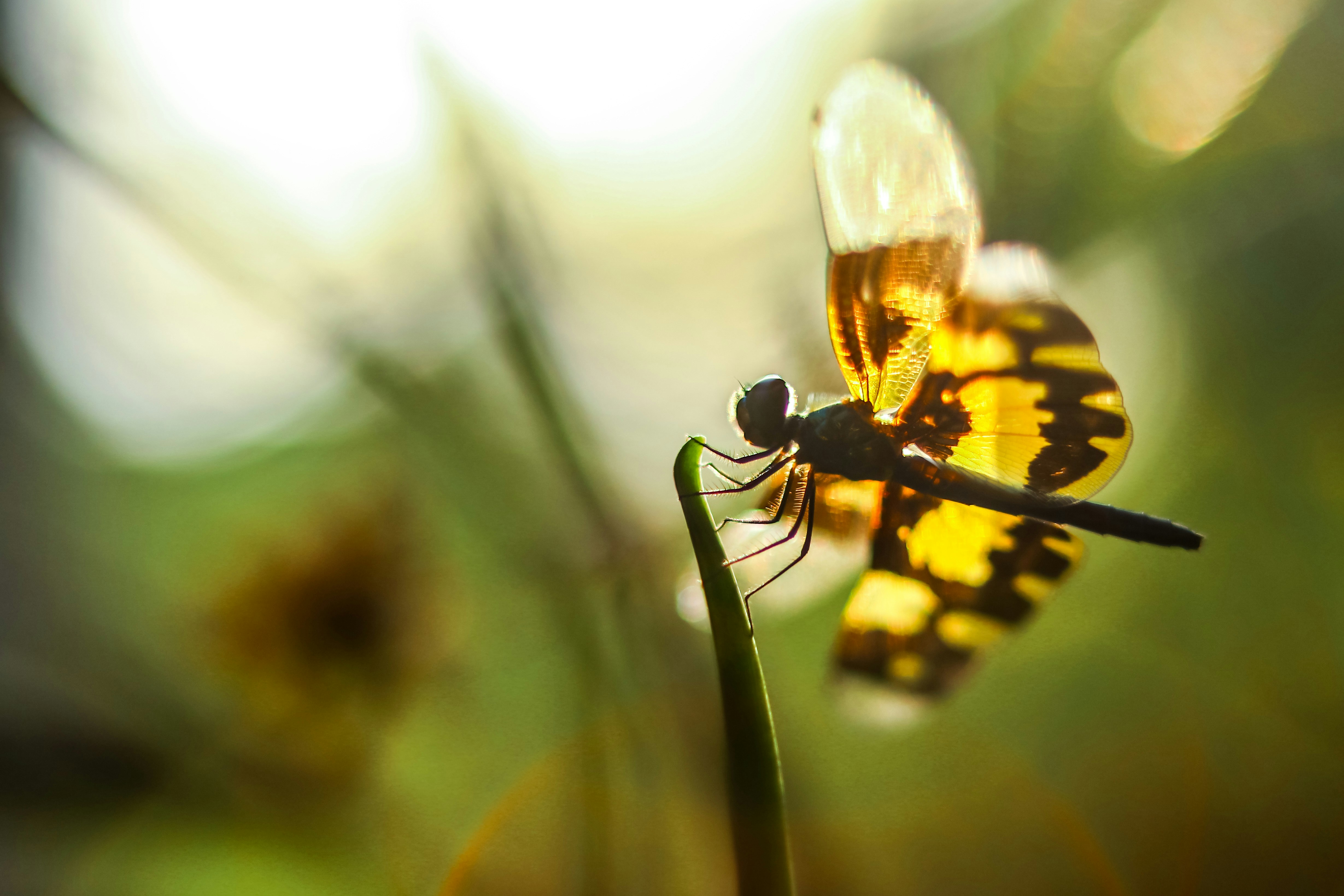 Amber Wings on a Sunlit Blade: A Macro Dragonfly Portrait