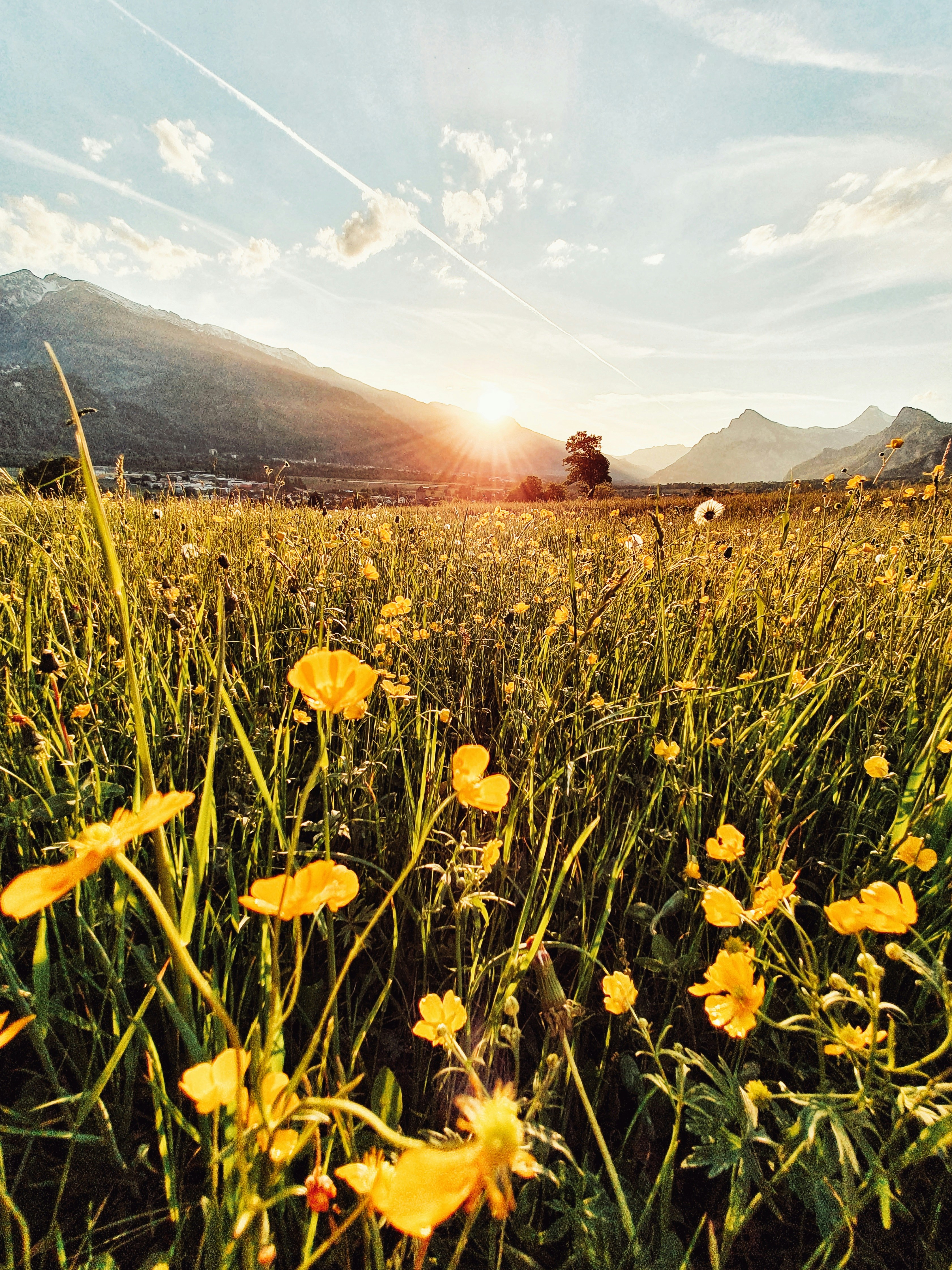Field Of Yellow Flowers Sunset