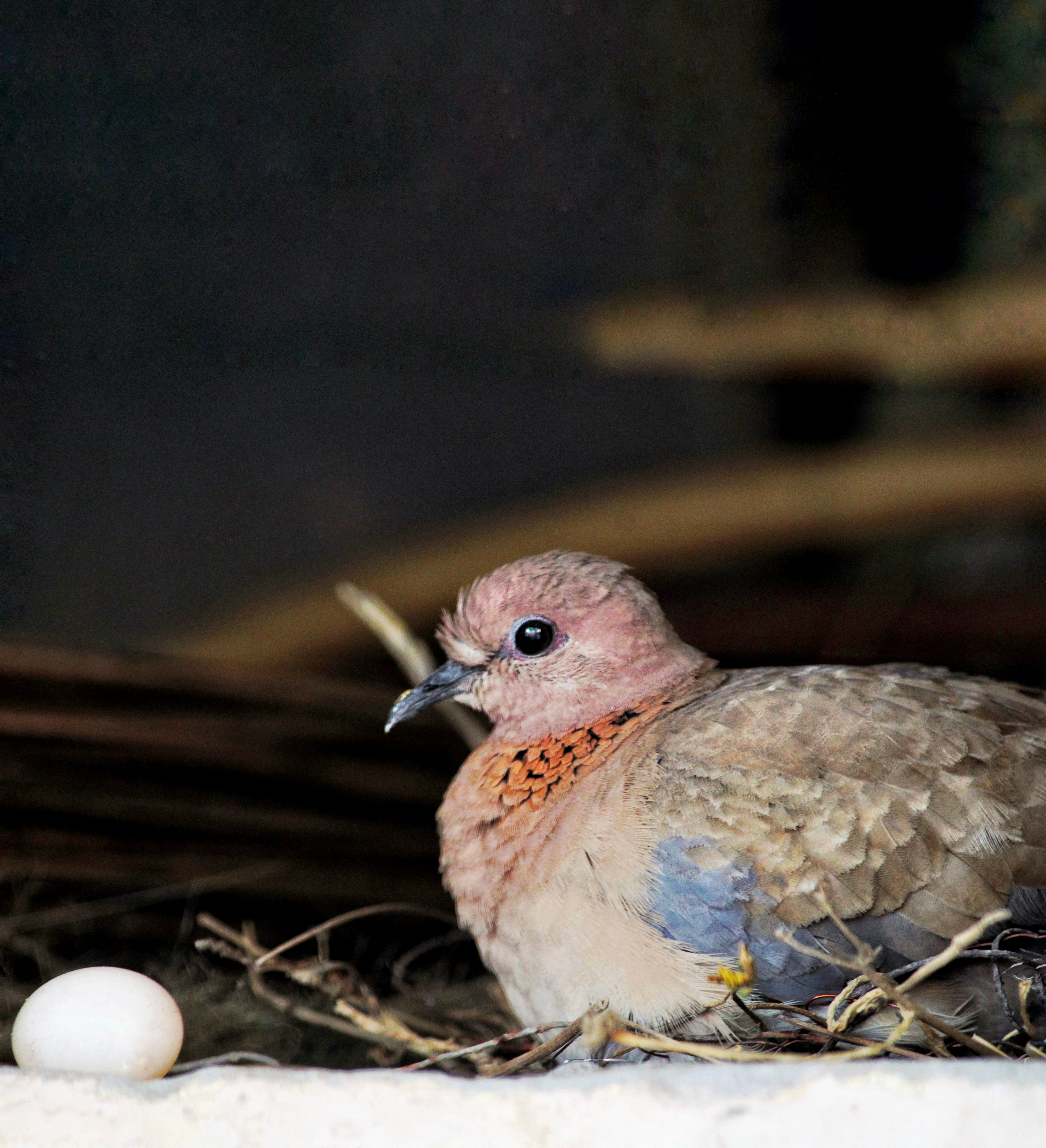 Foto Un pájaro sentado en la parte superior de un nido junto a un huevo ...